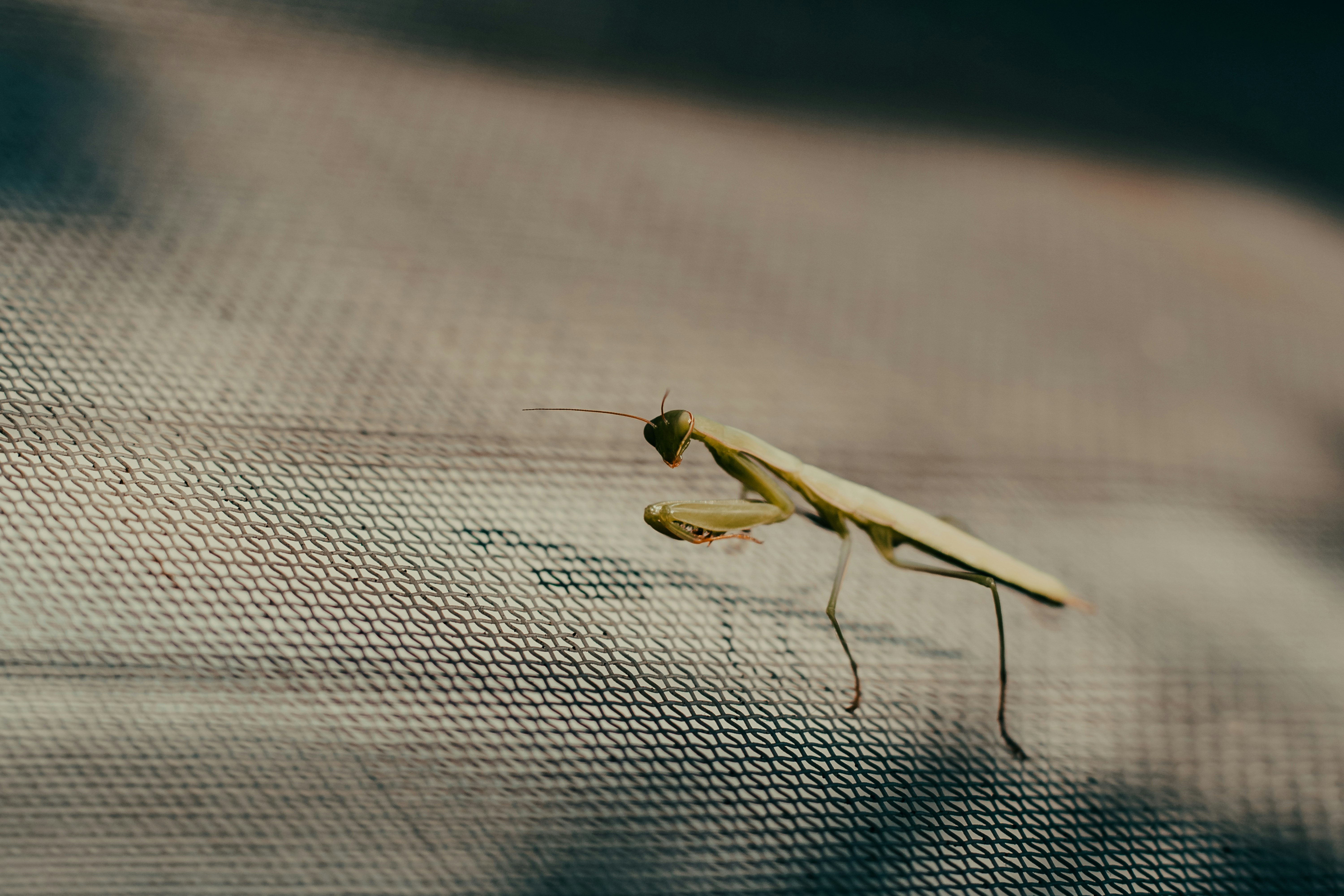 Praying Mantis on Mesh: A Delicate Moment in Textured Light