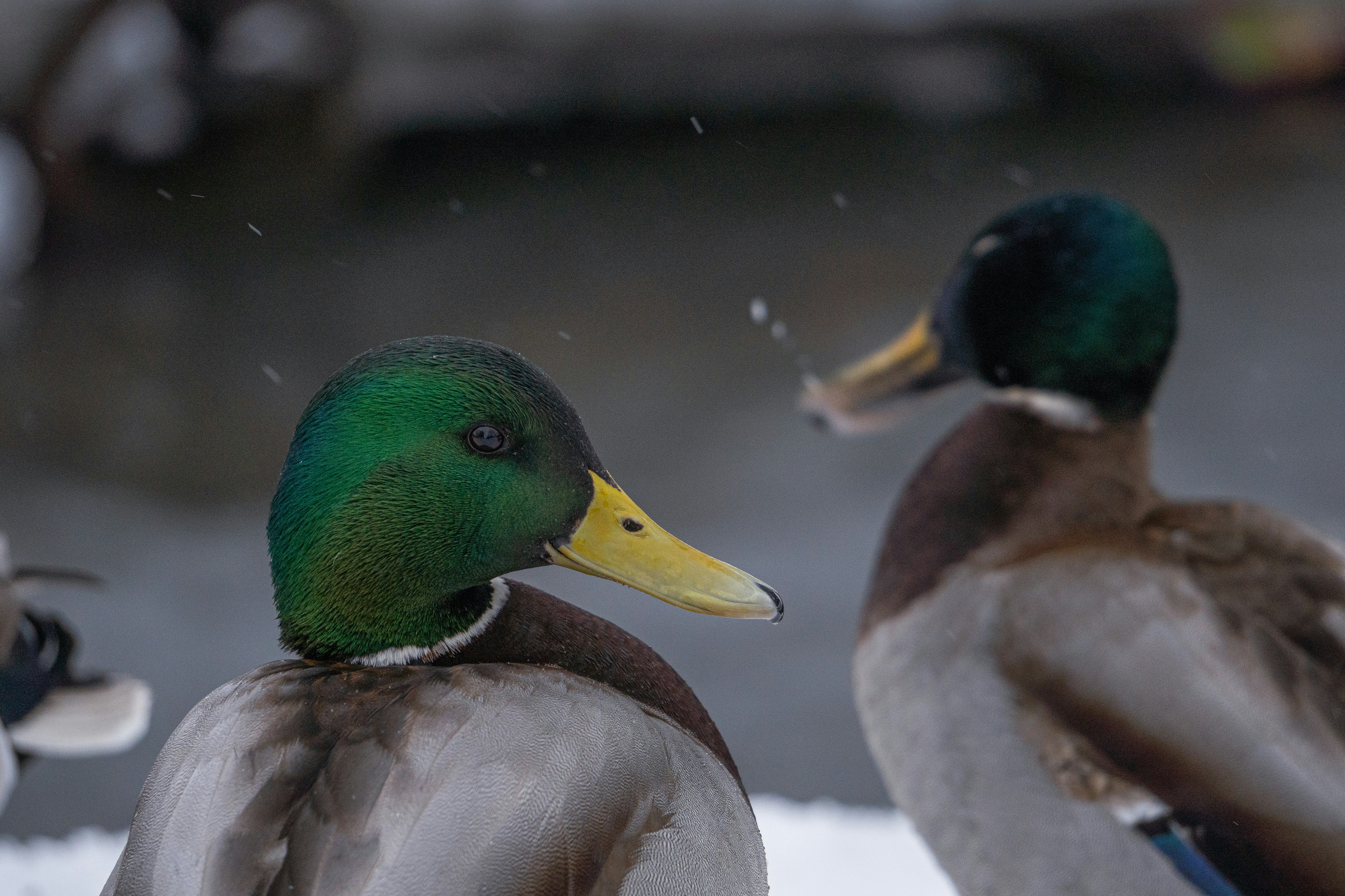 Green Heads in Snow: A Quiet Mallard Moment