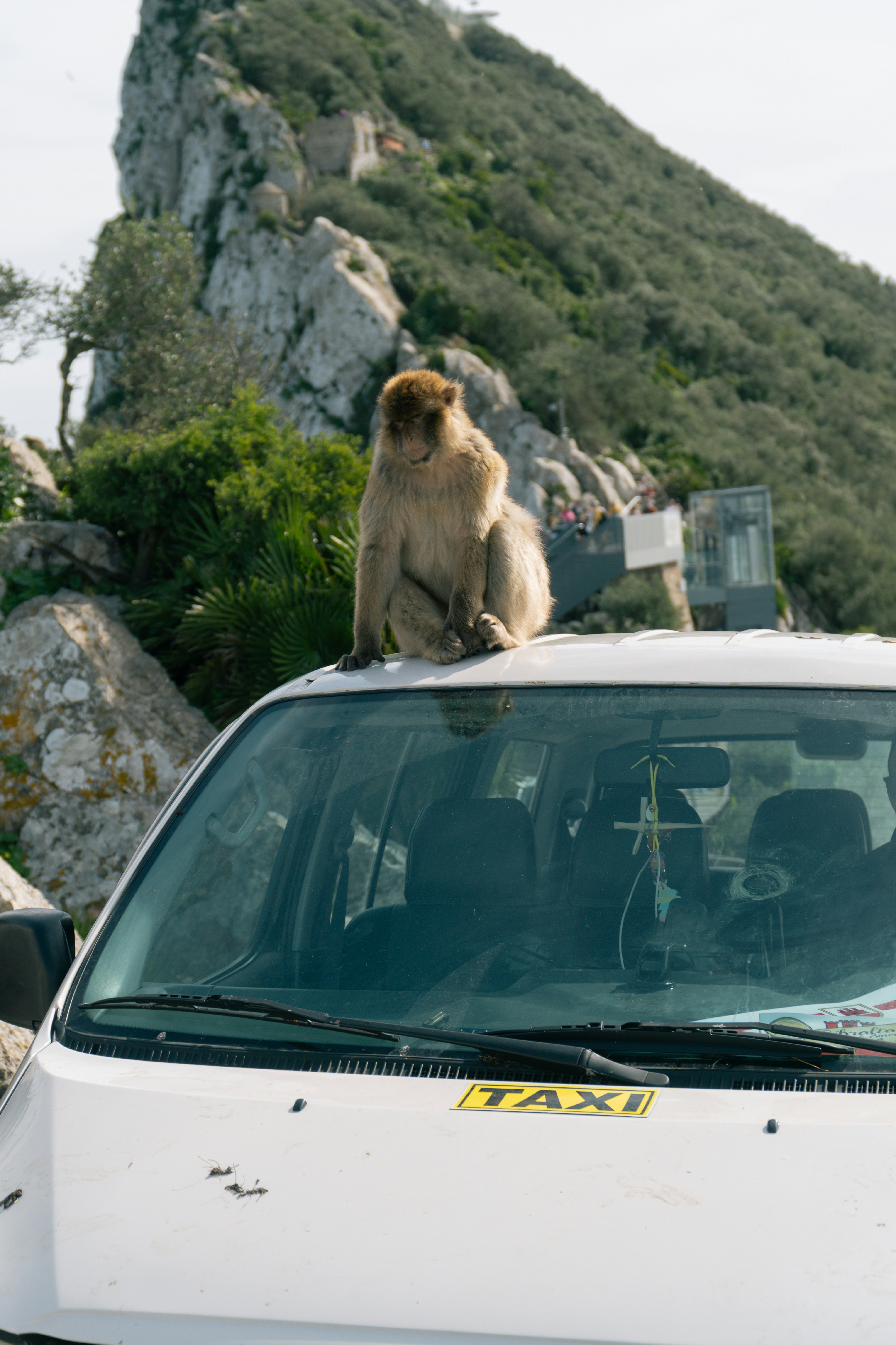 Macaque surveying the rugged coast from a taxi roof