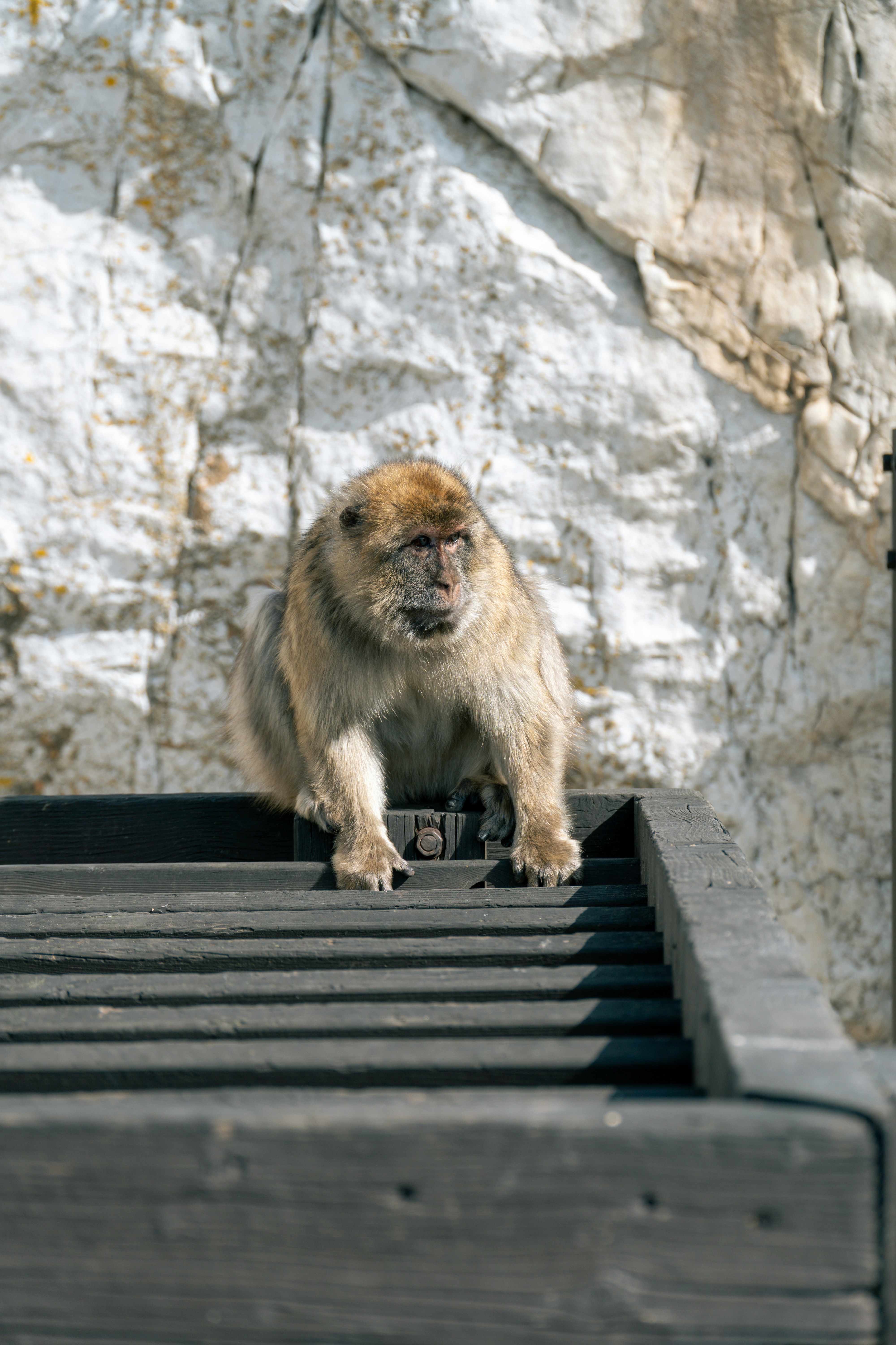 Curious macaque perches on weathered railing before sunlit stone wall