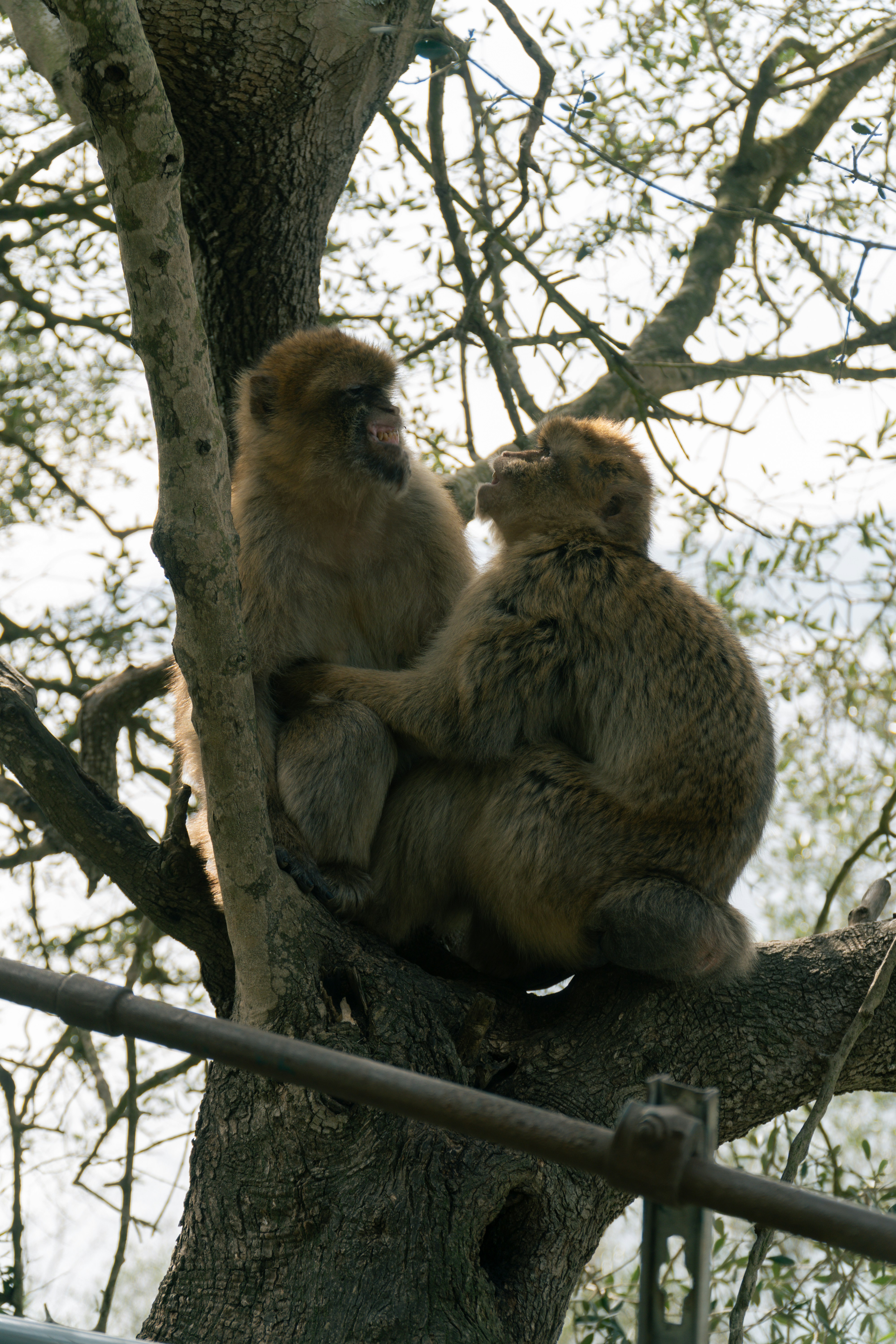 Branchside Grooming: A Quiet Moment Between Two Monkeys