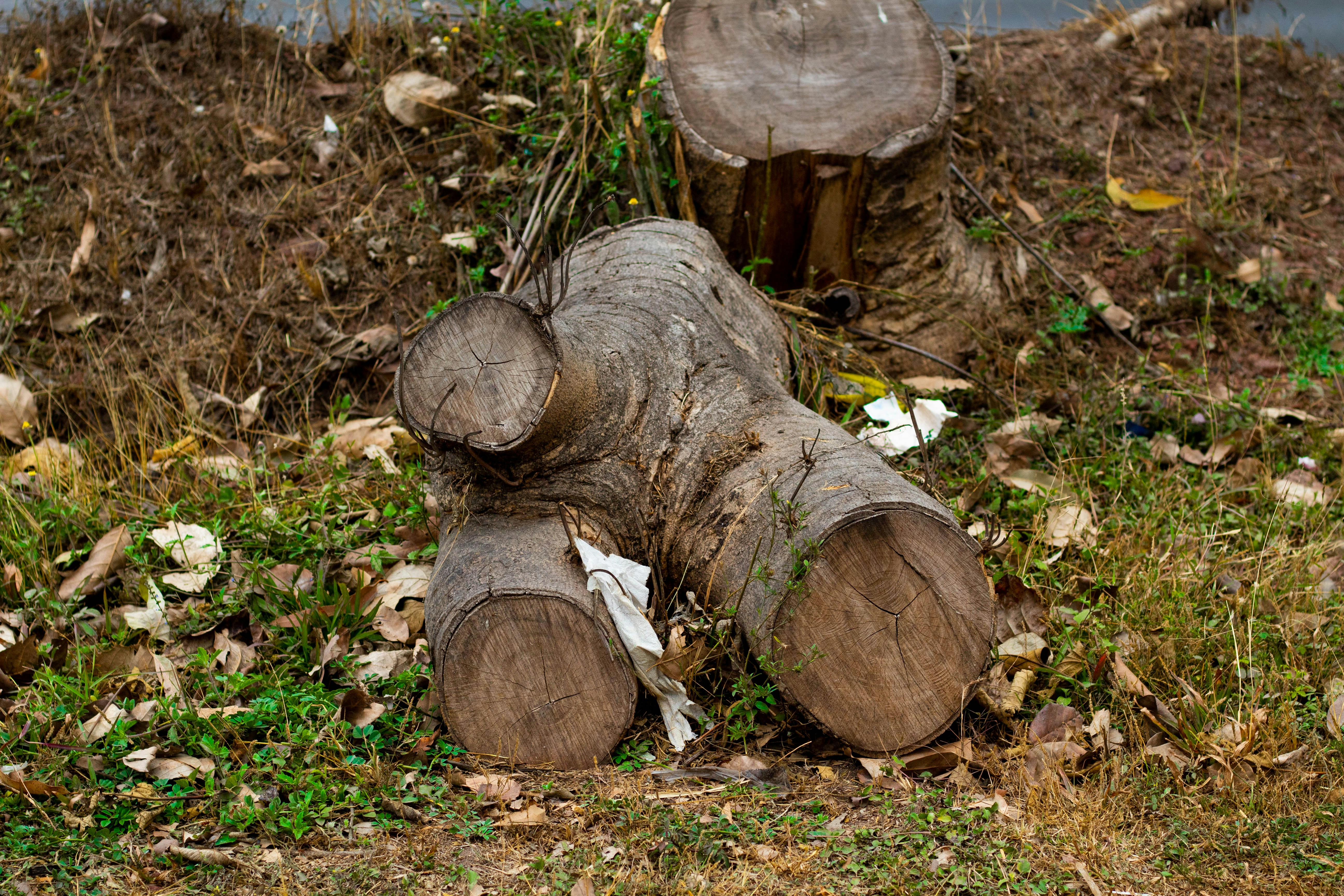 Weathered Log Pile Framed by Leaf Litter in a Quiet Clearing