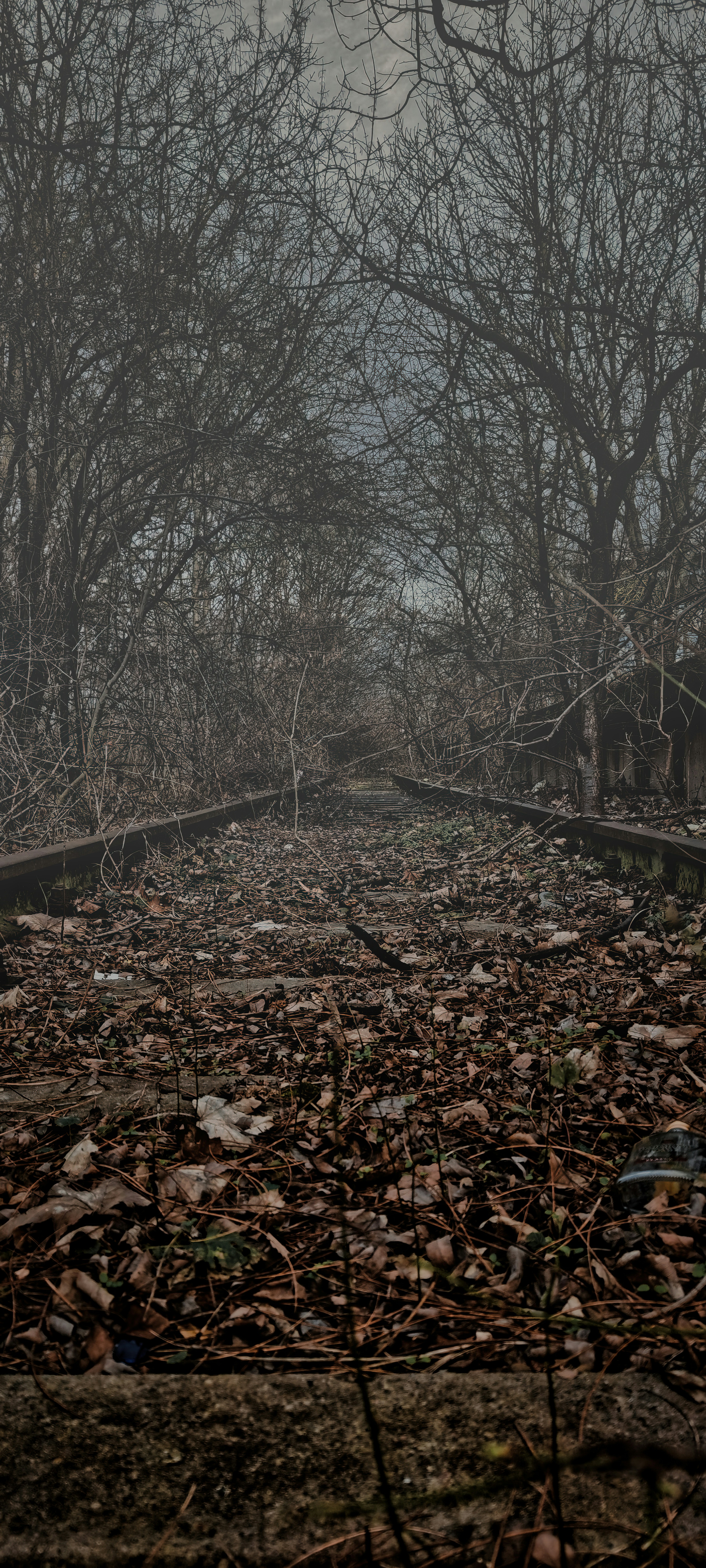 Overgrown railroad tracks stretch through a leaf-strewn forest with bare trees, guiding the eye toward a distant vanishing point.