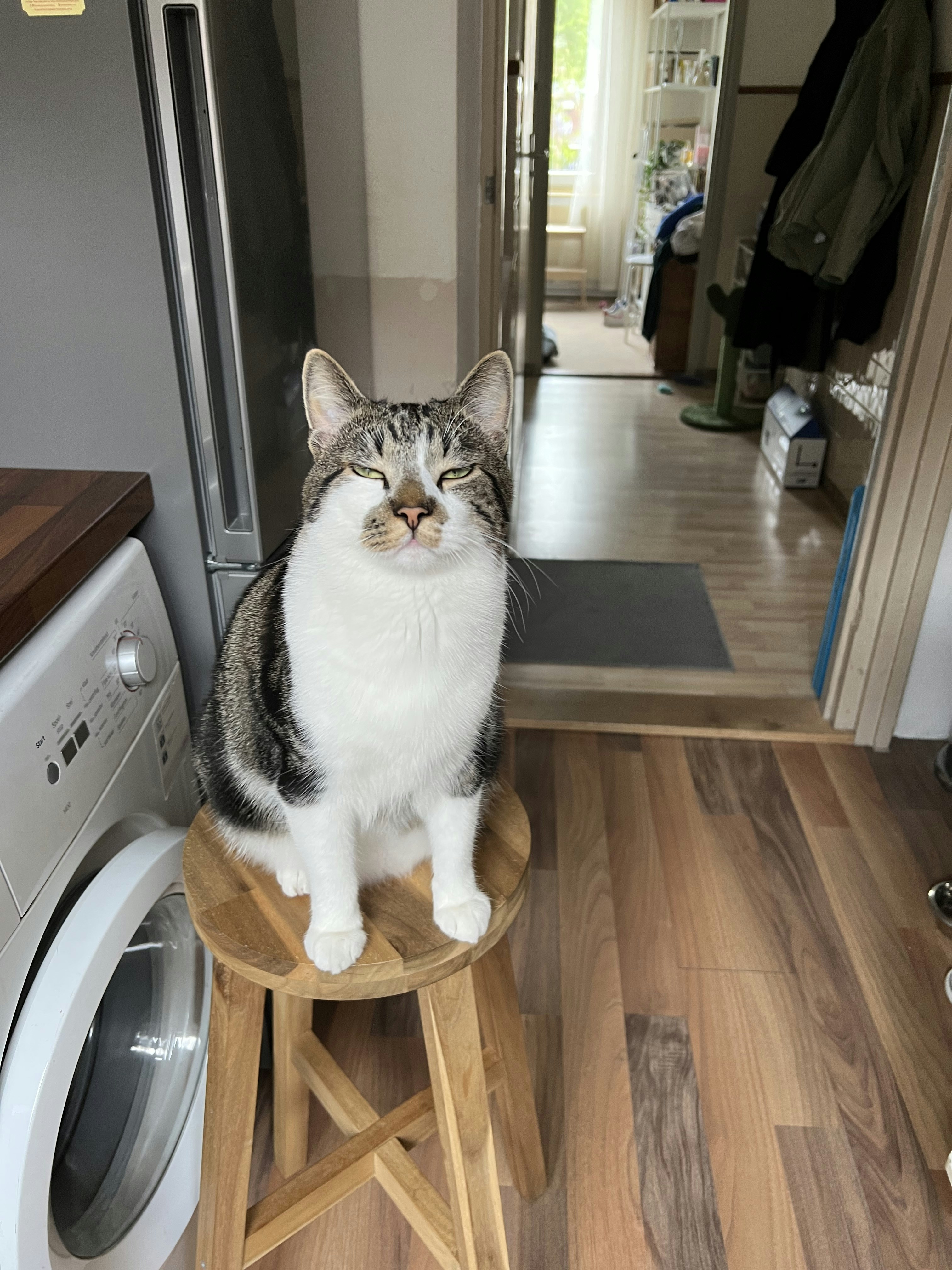 Keen-eyed Cat on a Sunny Kitchen Stool