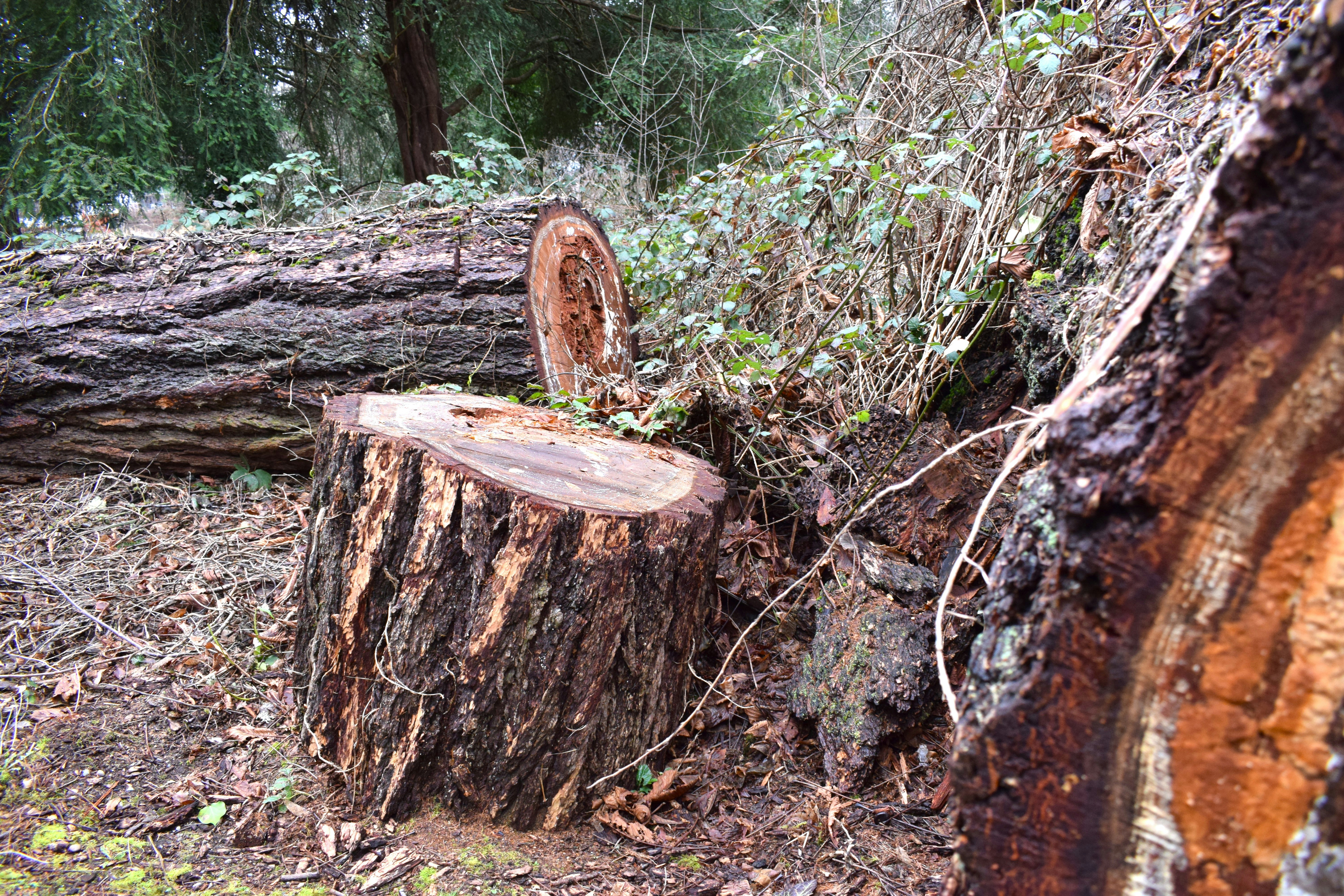 A tree that has been cut down in the woods photo – Free Plant Image on ...