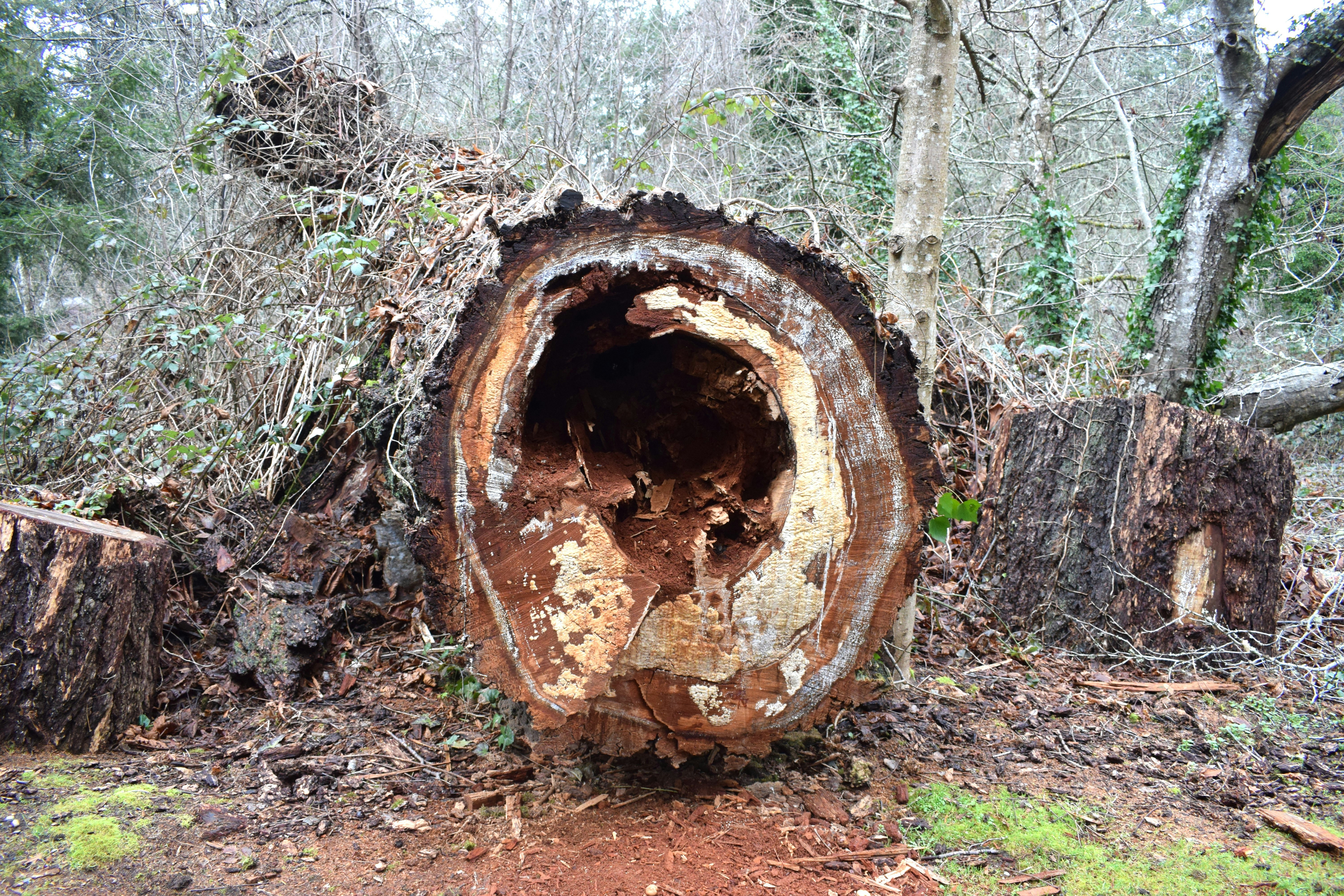 Remnant of a Giant: the hollow trunk anchors a mossy forest floor