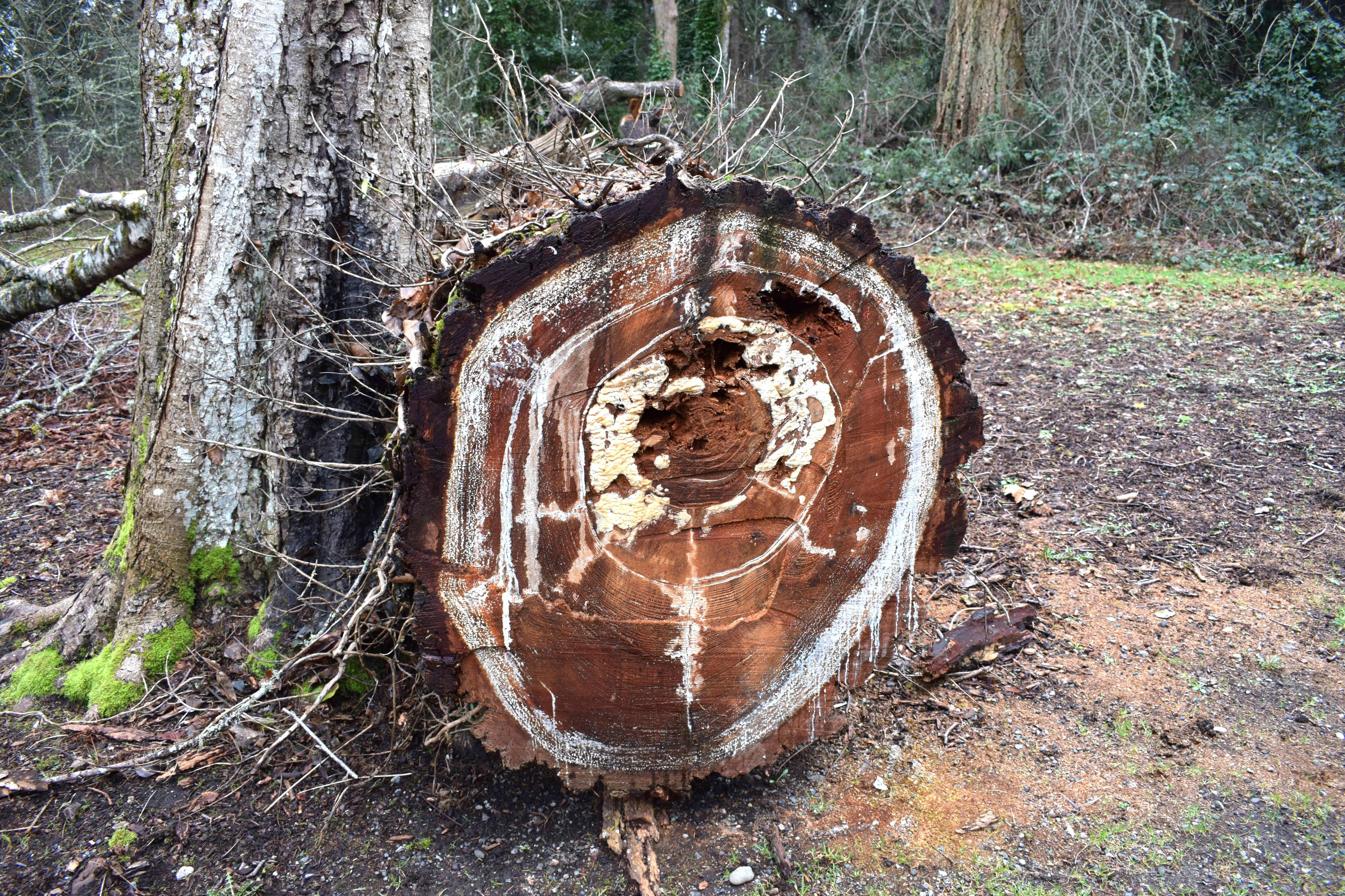 Concentric Witness: The Ringed Core of a Fallen Trunk in a Quiet Forest