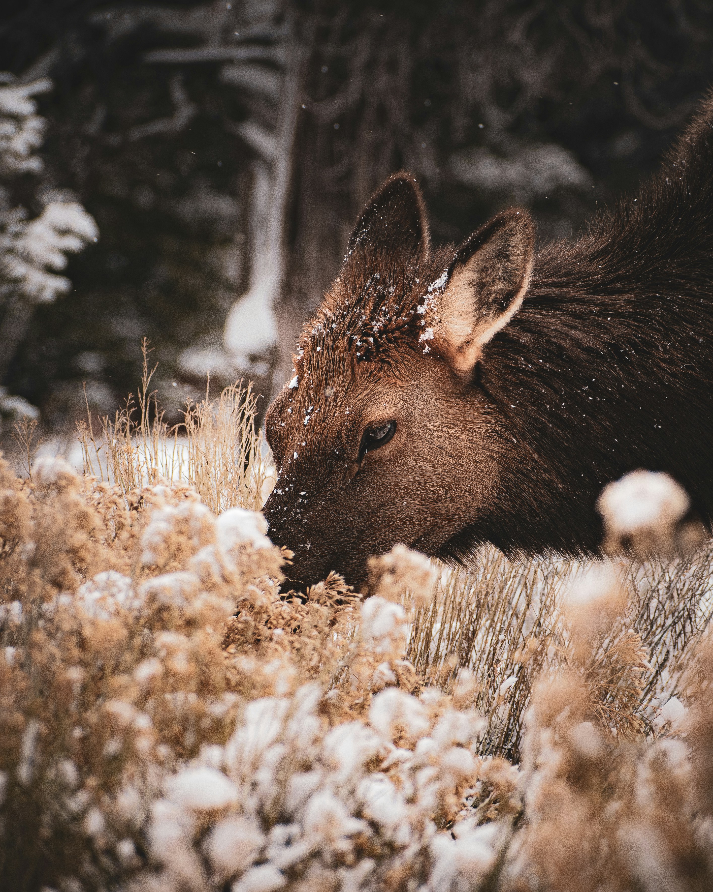 Gleaming Gaze Through Frost: A Moose Among Winter Grass