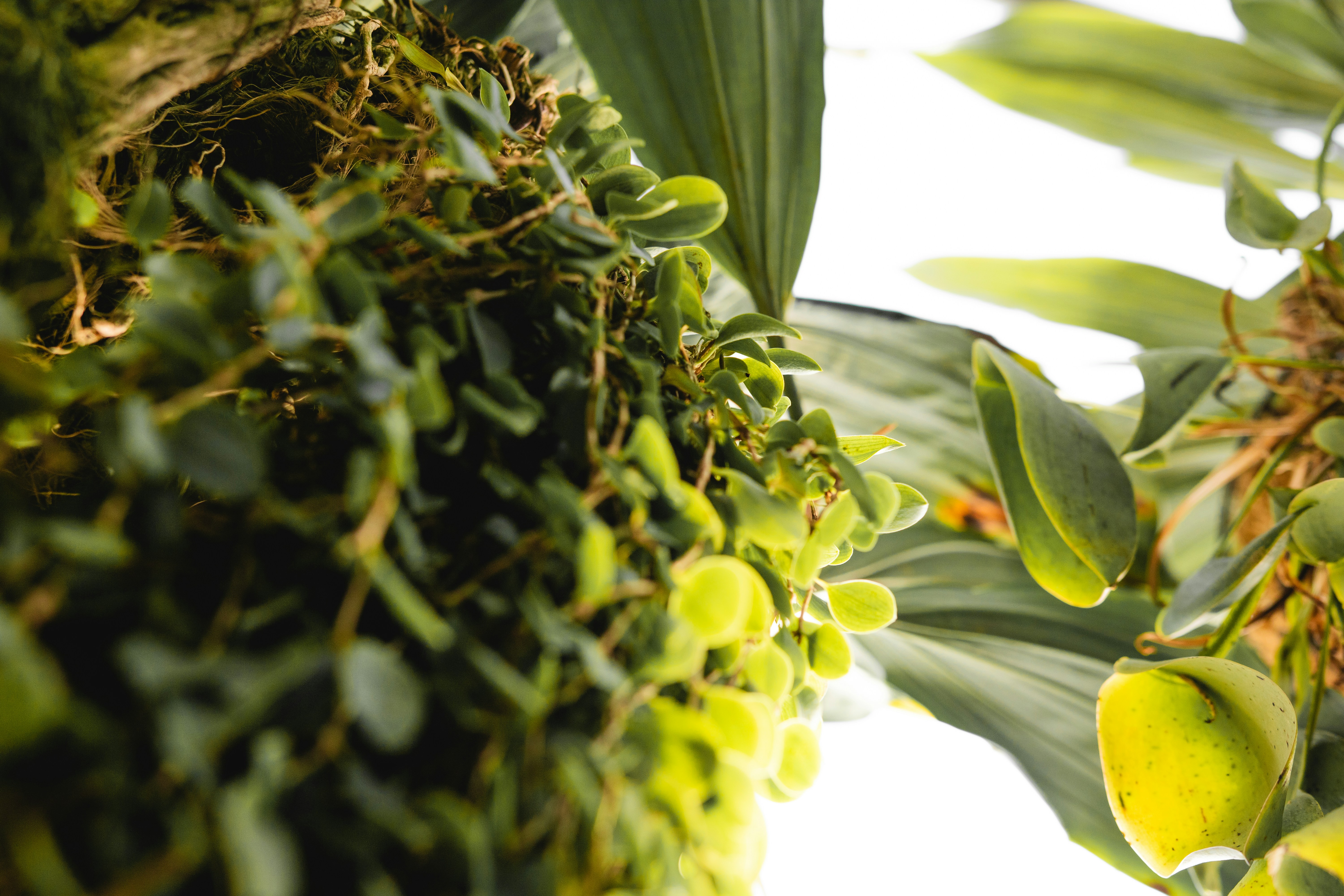 Green Fronds and Lemons: A Close-Up of Living Texture