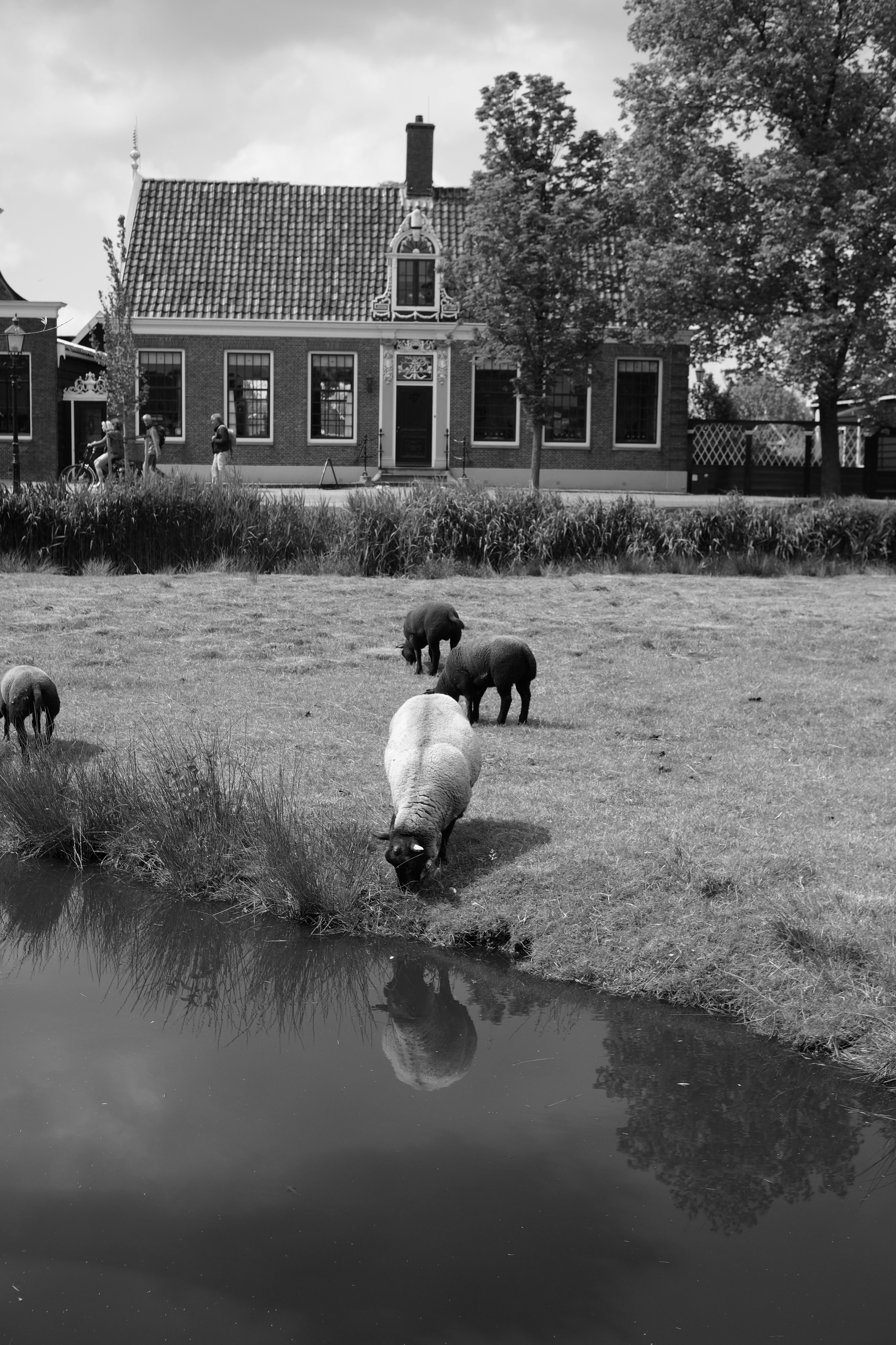 Monochrome Pasture: A White Sheep at the Canal's Edge