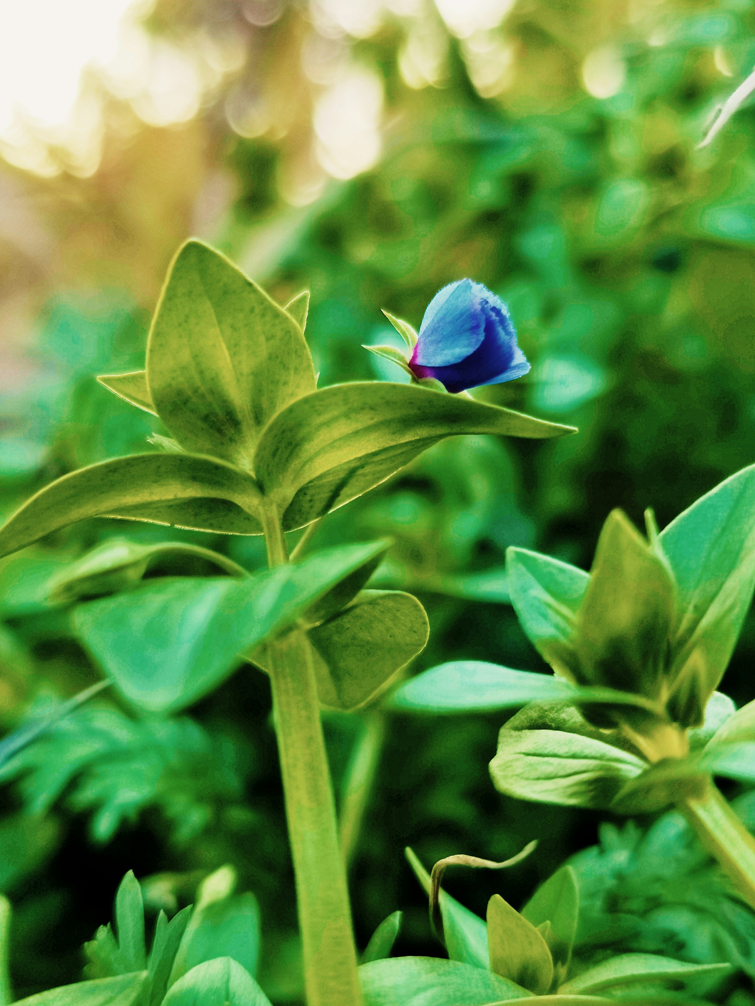 Blue Bud Among Verdant Fingers: A Quiet Garden Moment