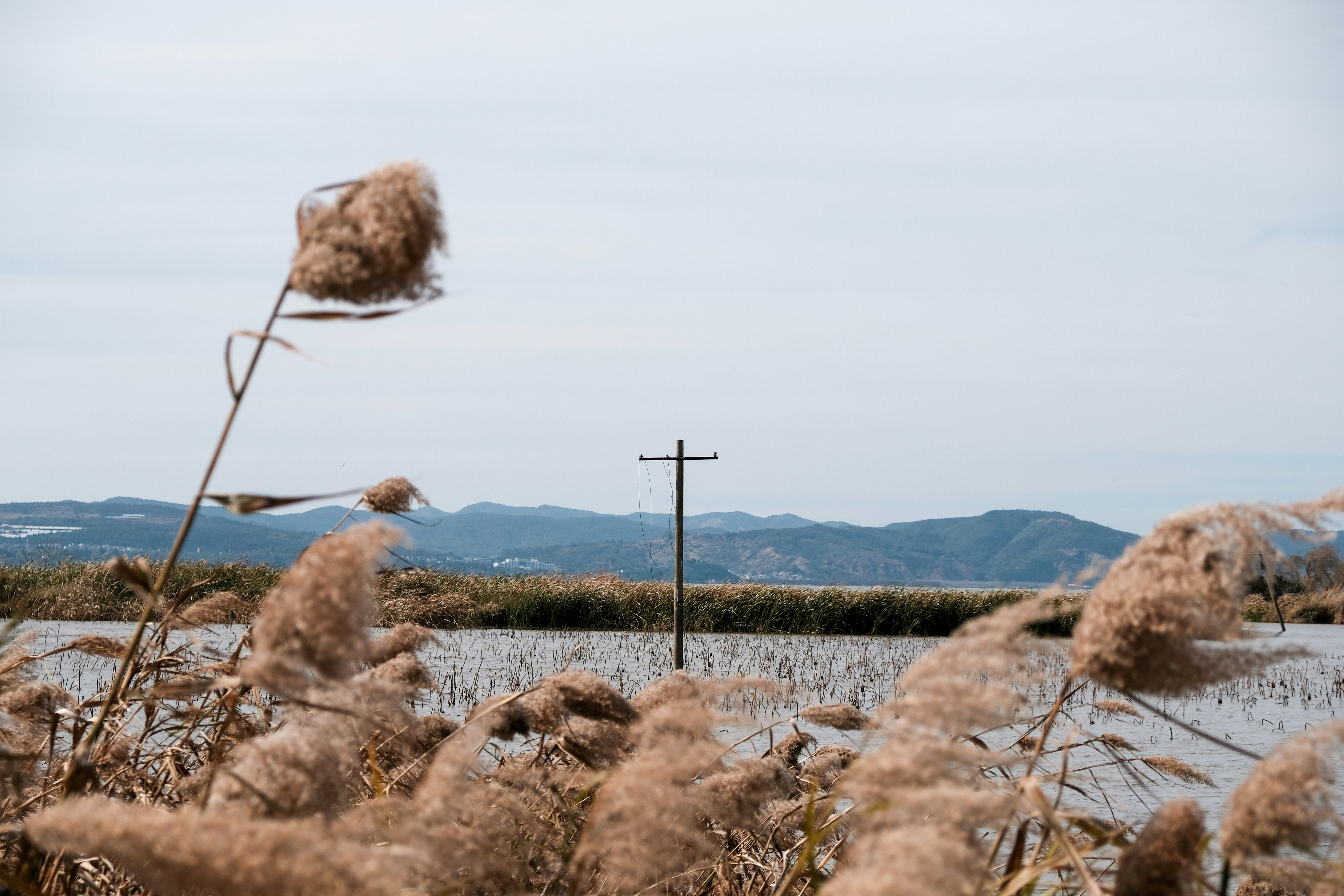 Reed Field and Distant Ridge Under Calm Sky
