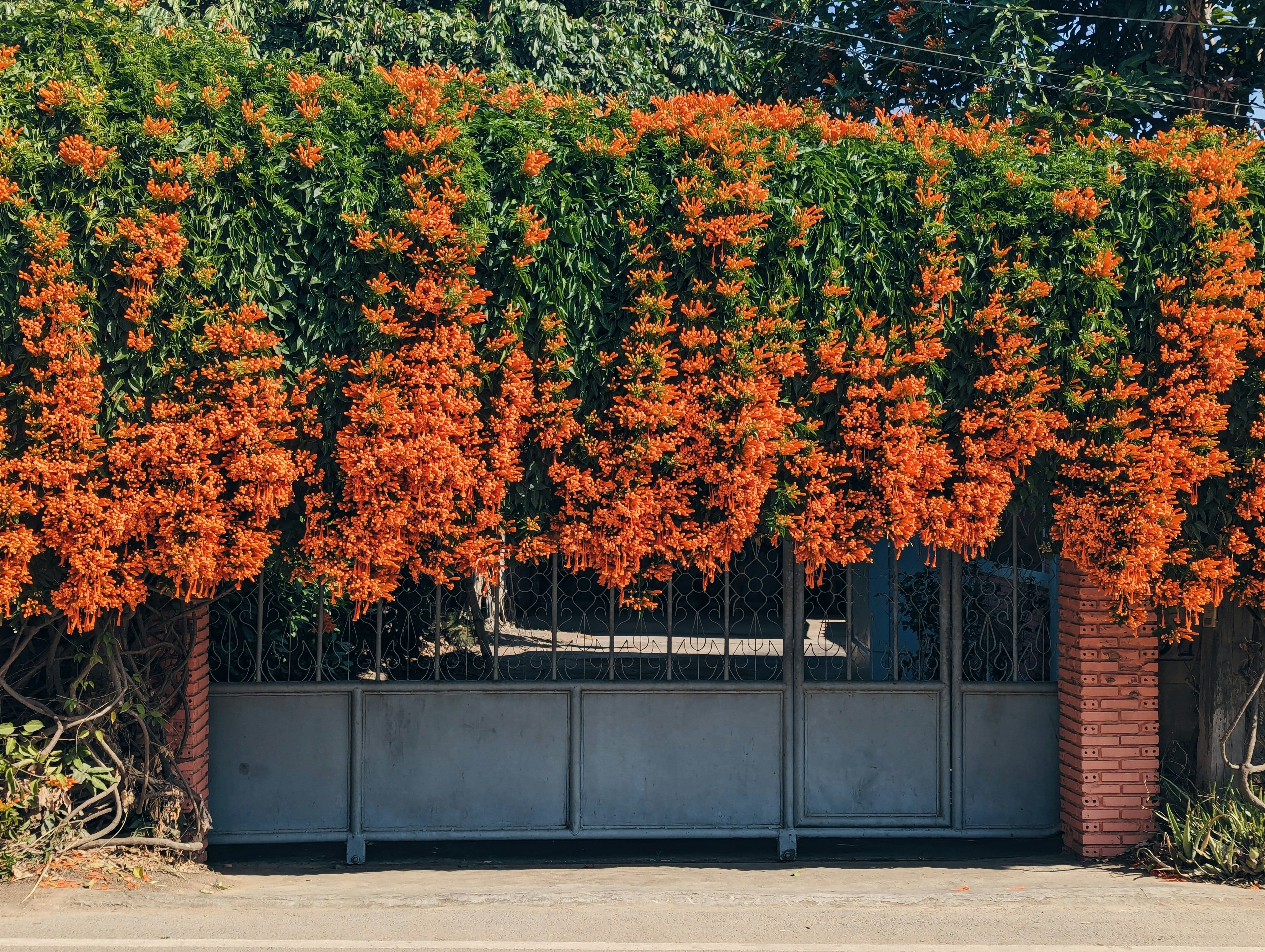 Gate Framed by a Curtain of Flame-Orange Blooms