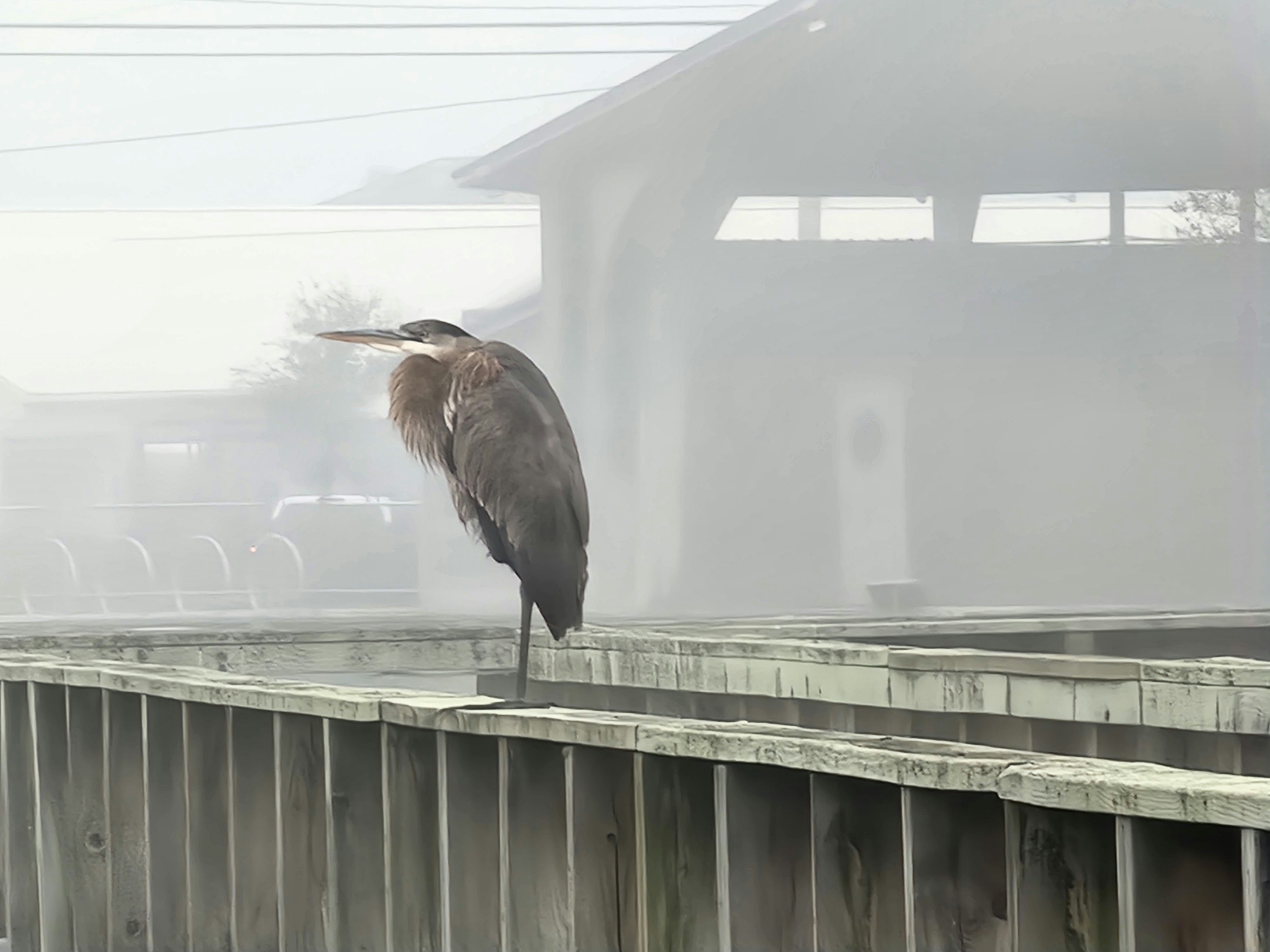 Solitary Heron on a Weathered Rail in Quiet Fog