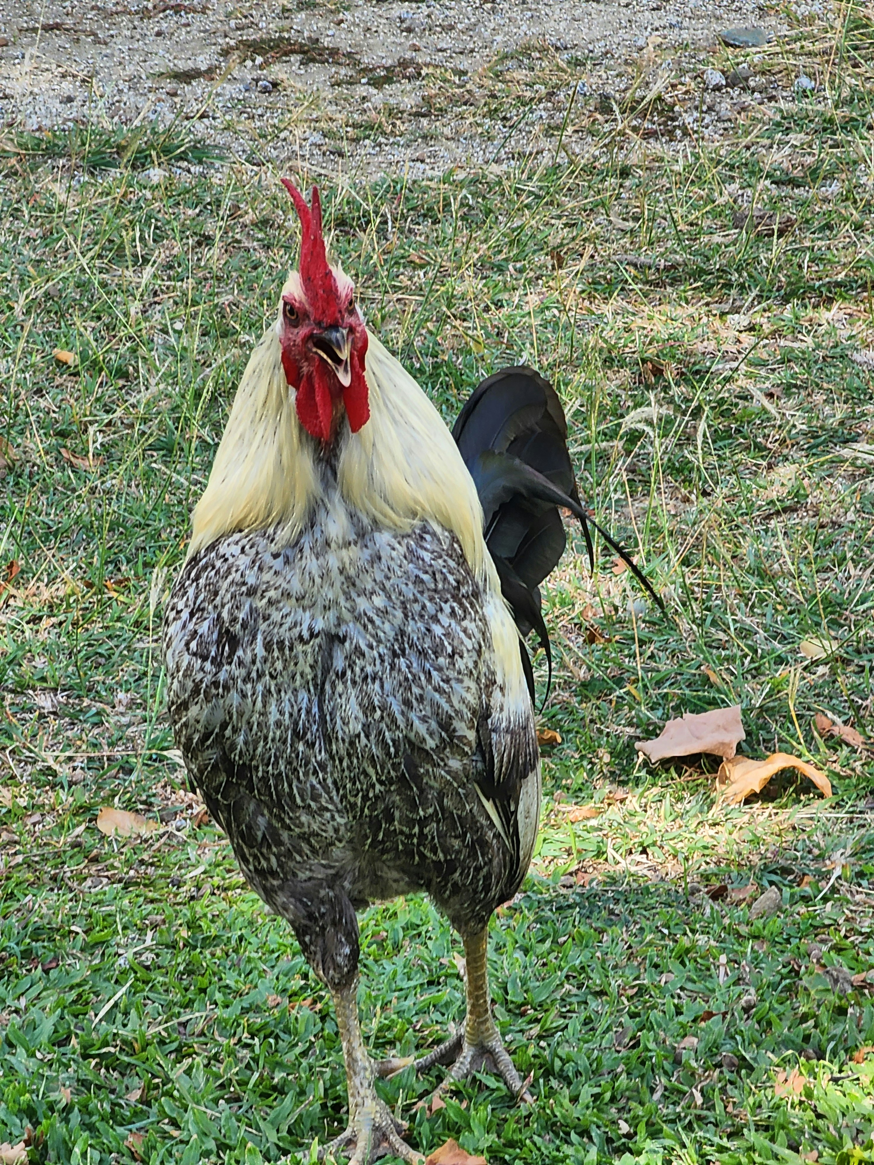 Crimson Crest, Speckled Feathers: A Rooster's Bold Stance in Daylight
