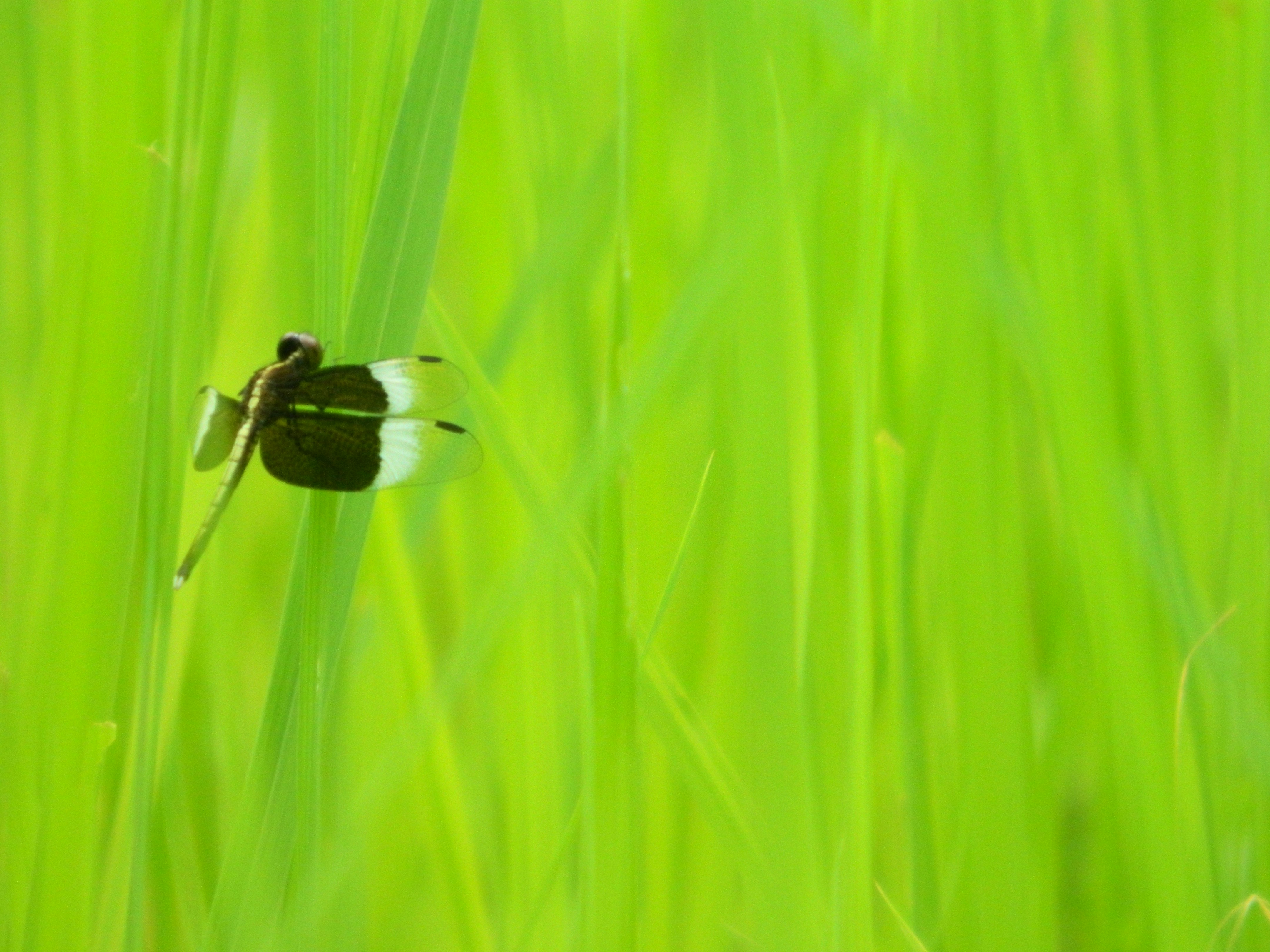 Amber-winged Darter Amid Streaks of Neon Green Grasses