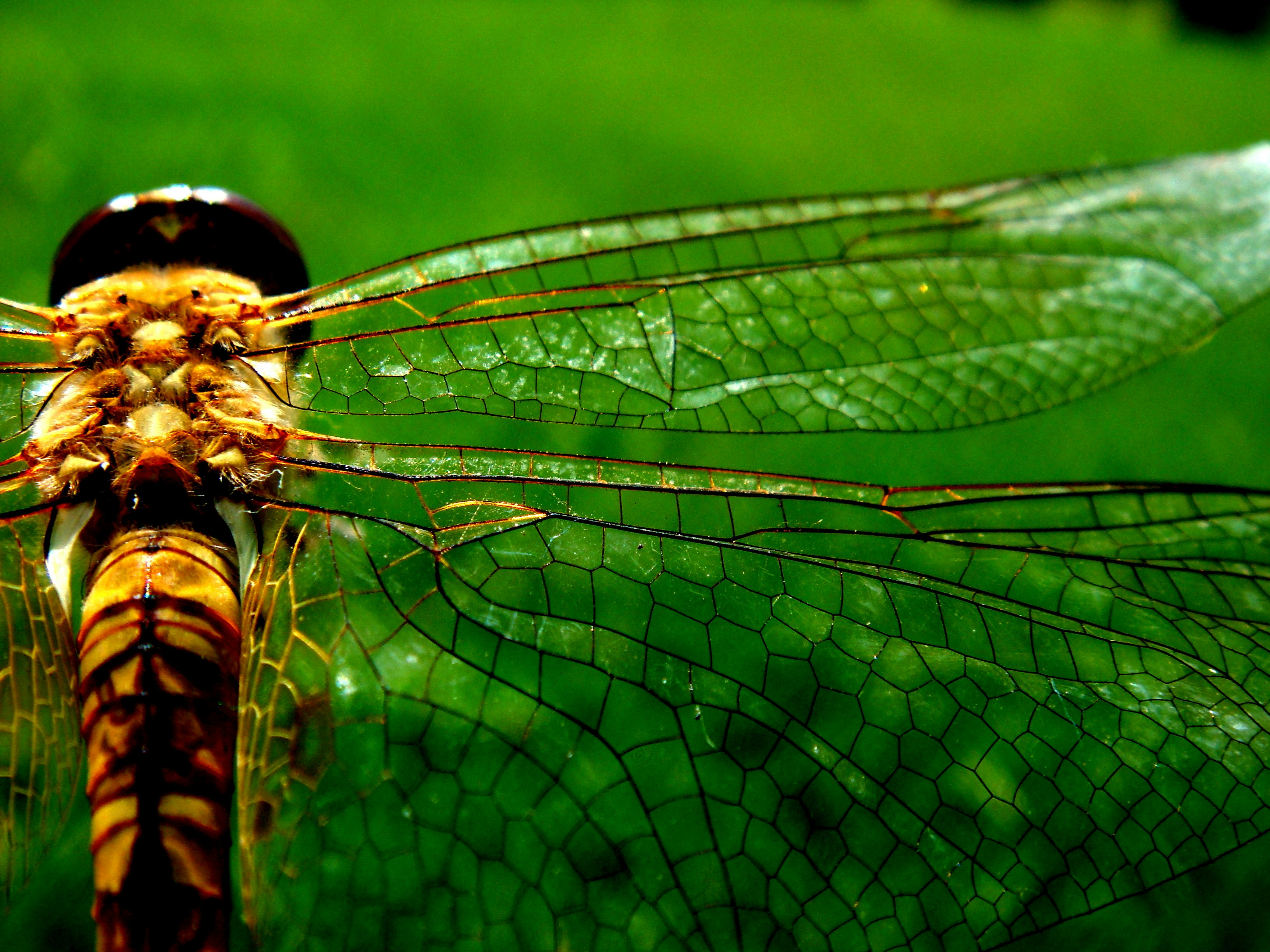 Dragonfly Crest: Close-Up of Veined Wings and Imbedded Greens