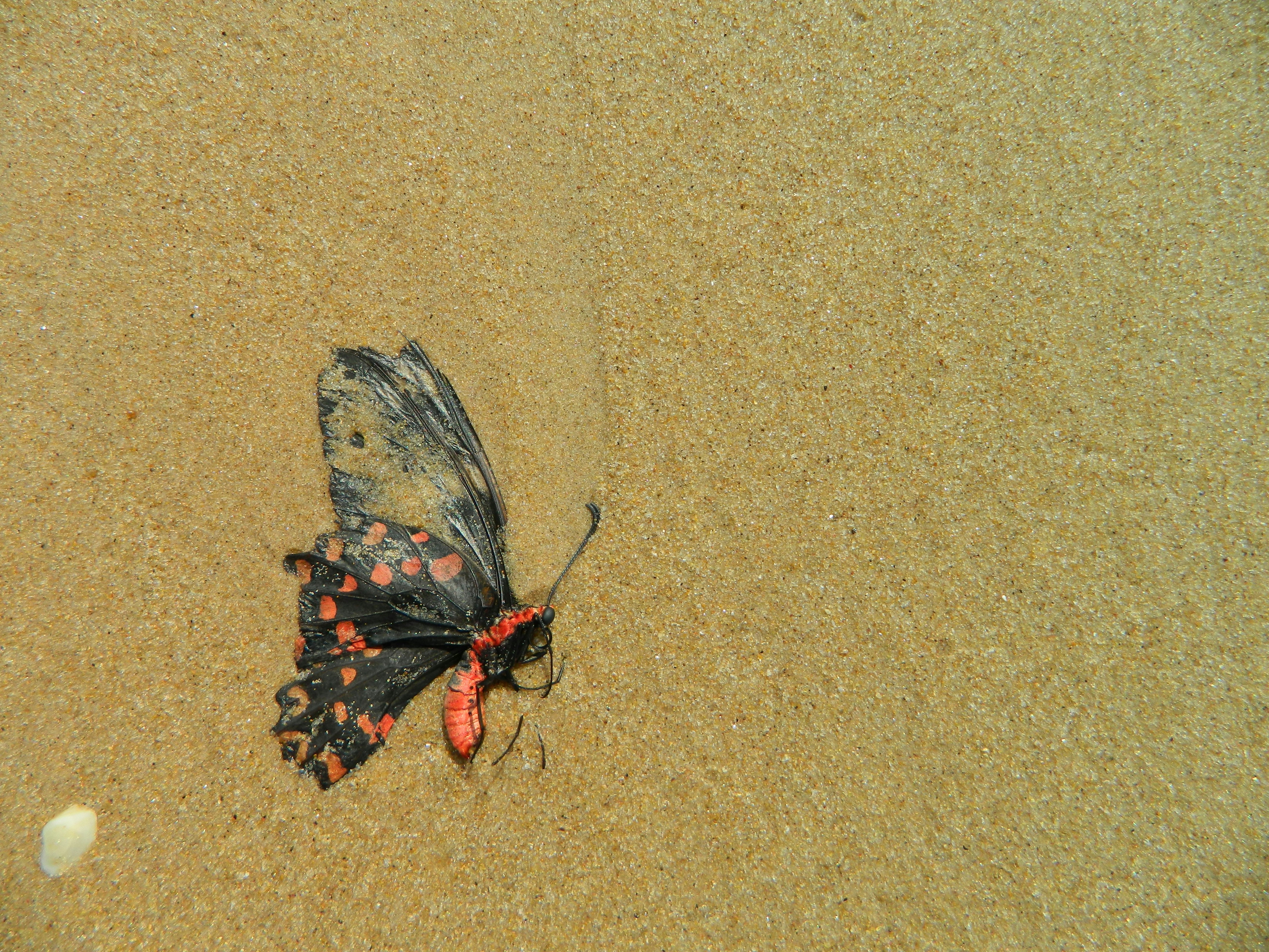 A vibrant butterfly rests on a sandy beach, its delicate wings adorned with striking patterns, showcasing the contrast between life and the elements.