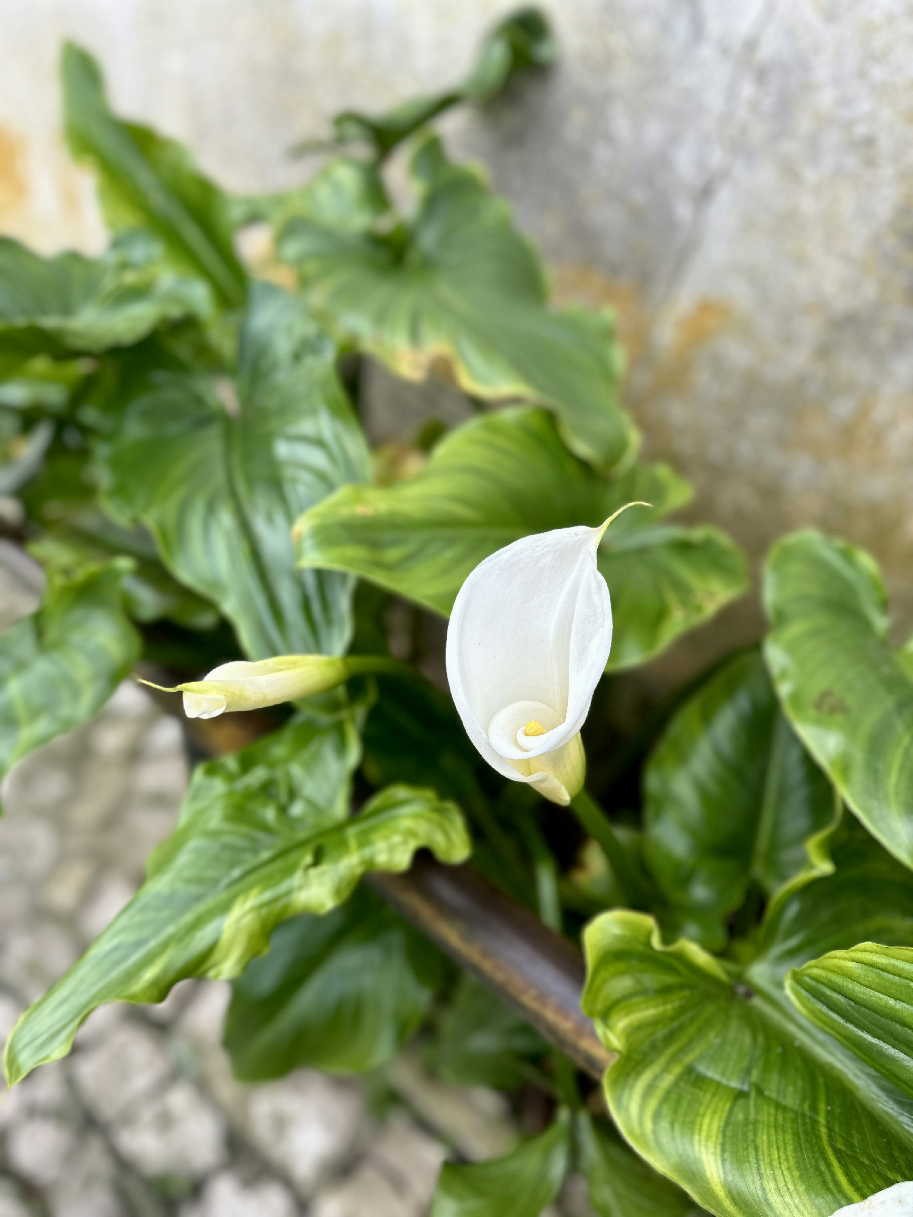 Sokmean Nou (@missxnou) | Unsplashフォトコミュニティ