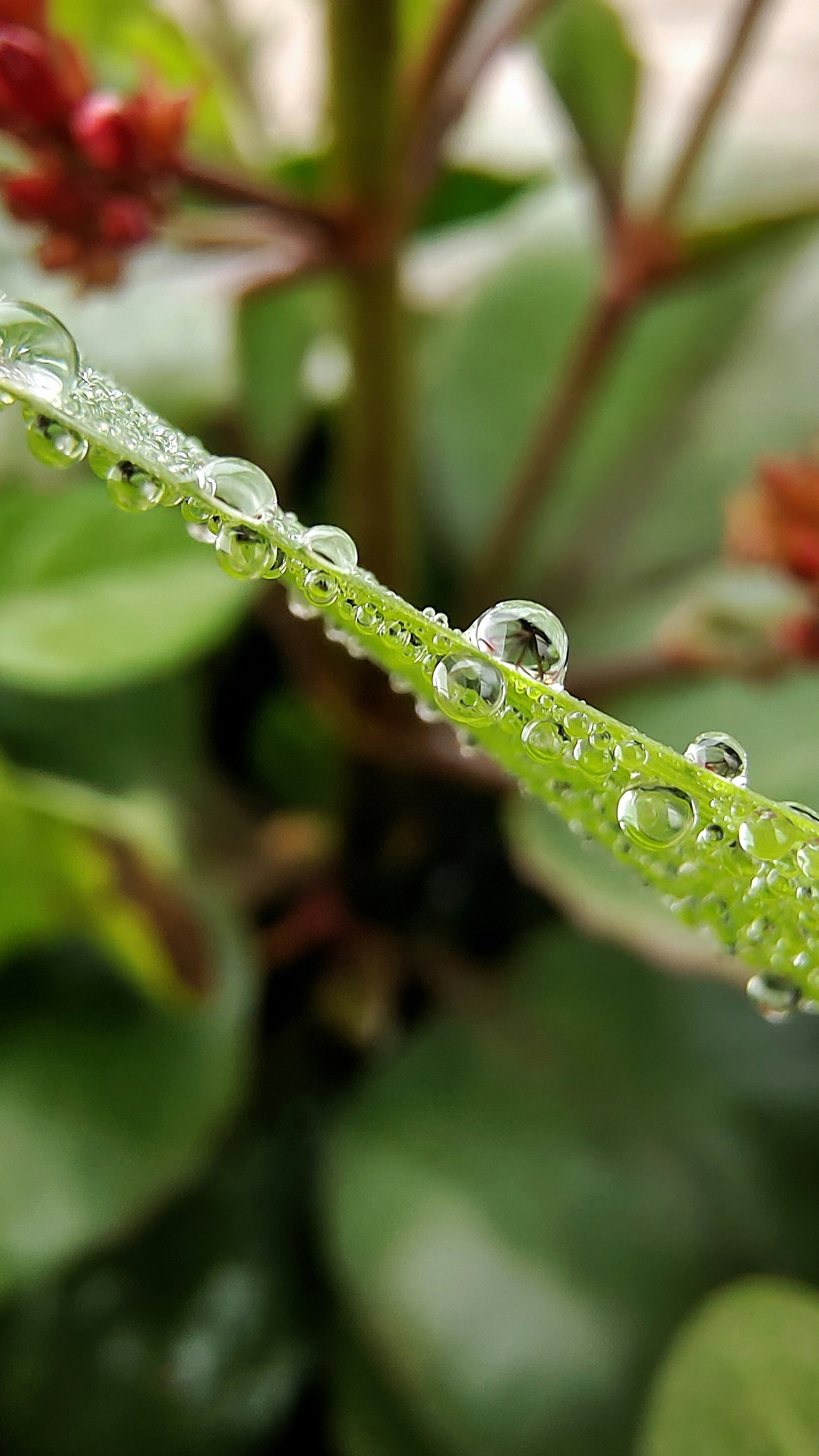 Droplet Mirror: A Dew-Lined Stem in Sharp Focus