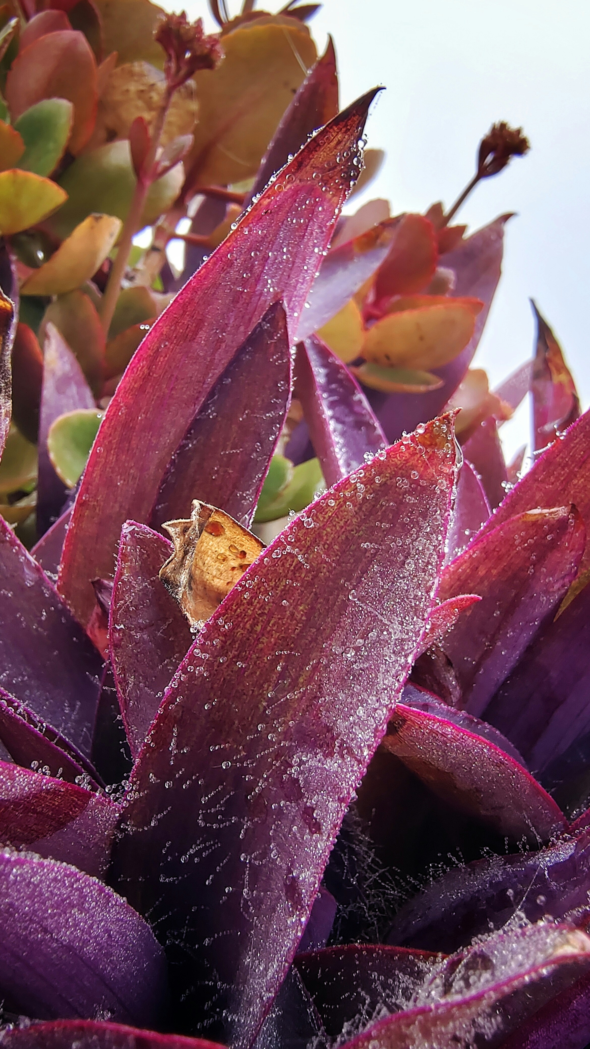 Crimson Frost: Close-Up on Frost-Kissed Burgundy Leaves