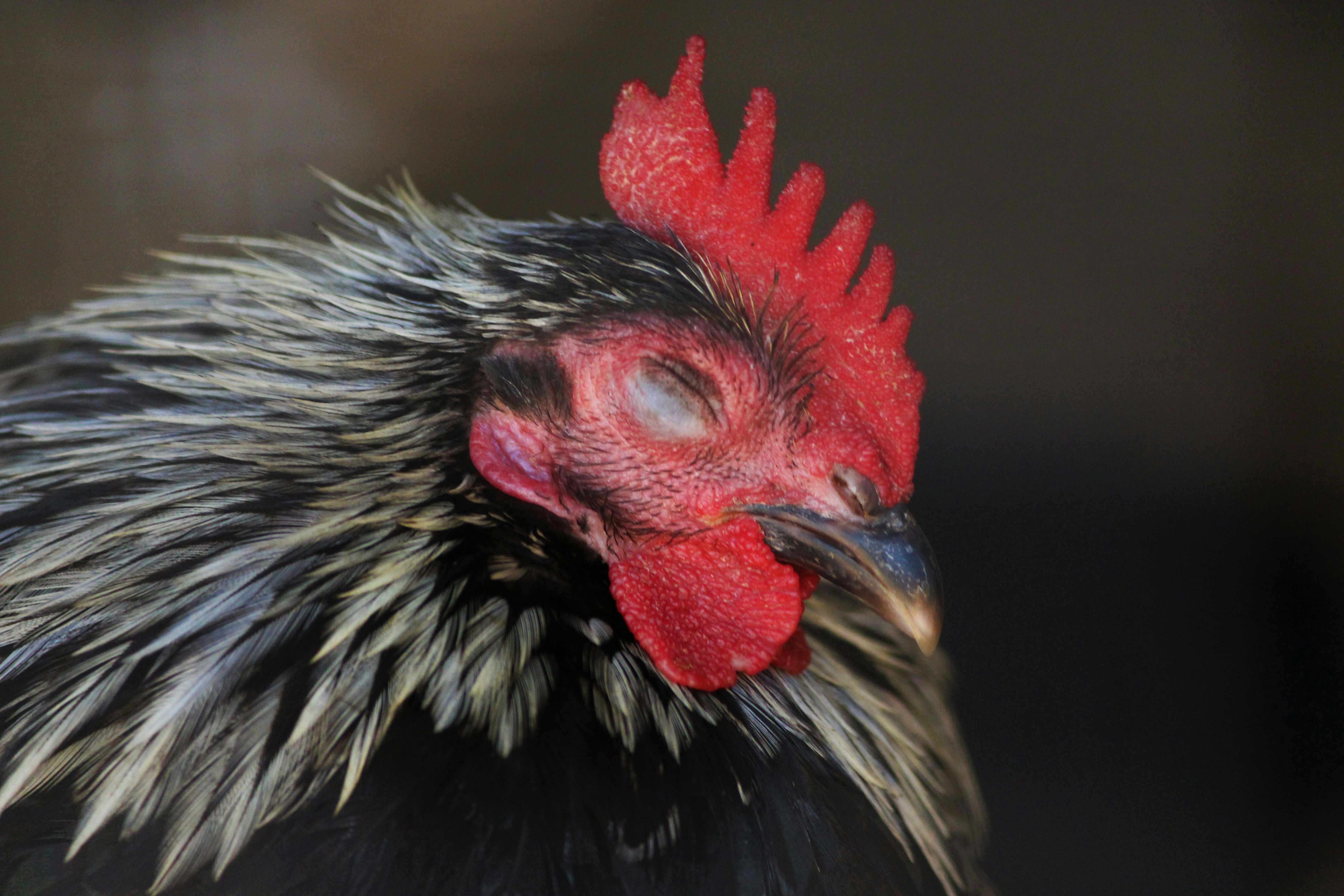 Crimson Crest in Focus: Close-Up of a Rooster's Head