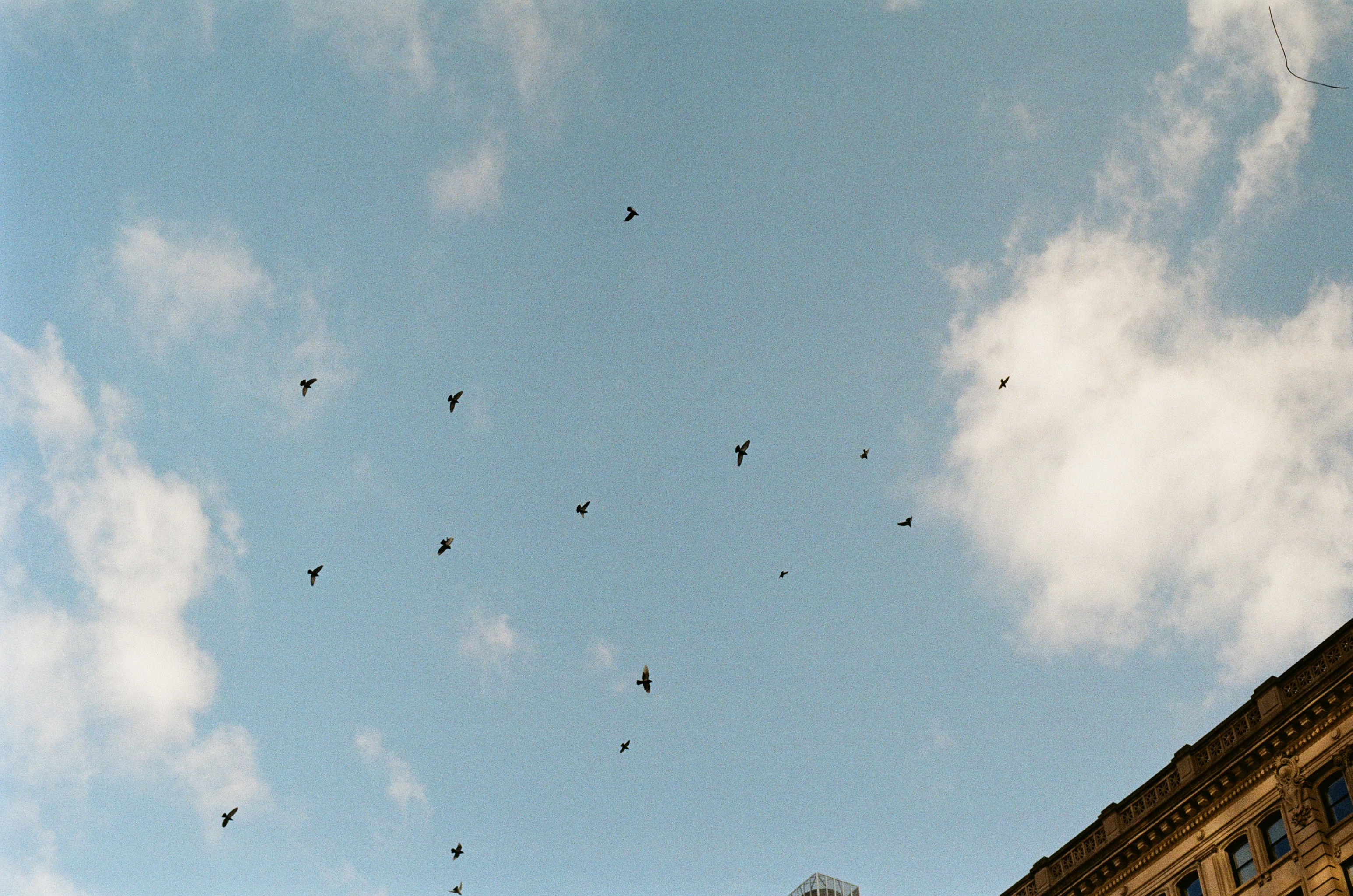 A flock of birds flying over a building photo – Free Grey Image on Unsplash