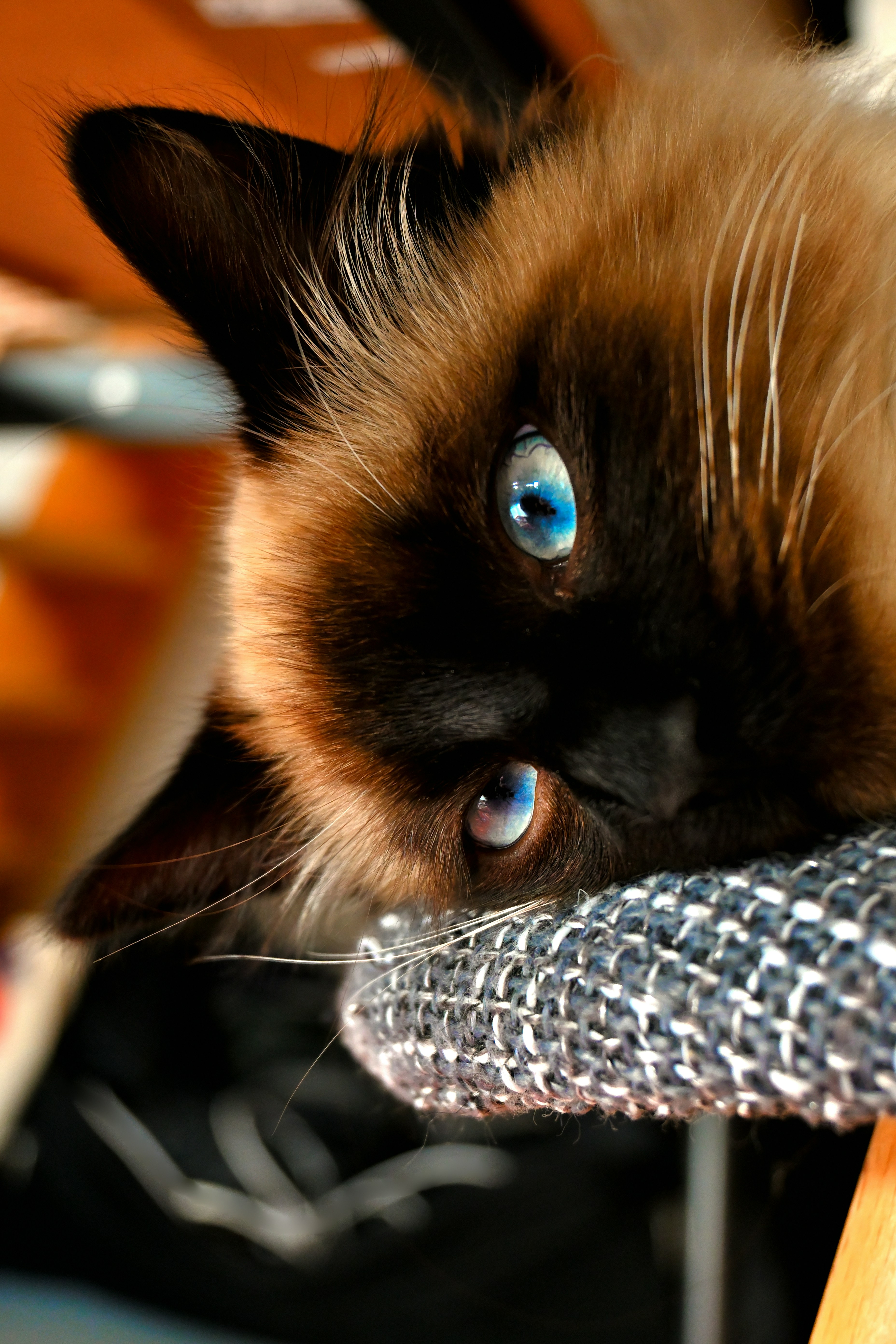 Azure Gaze: a Siamese Close-Up on a Textured Surface