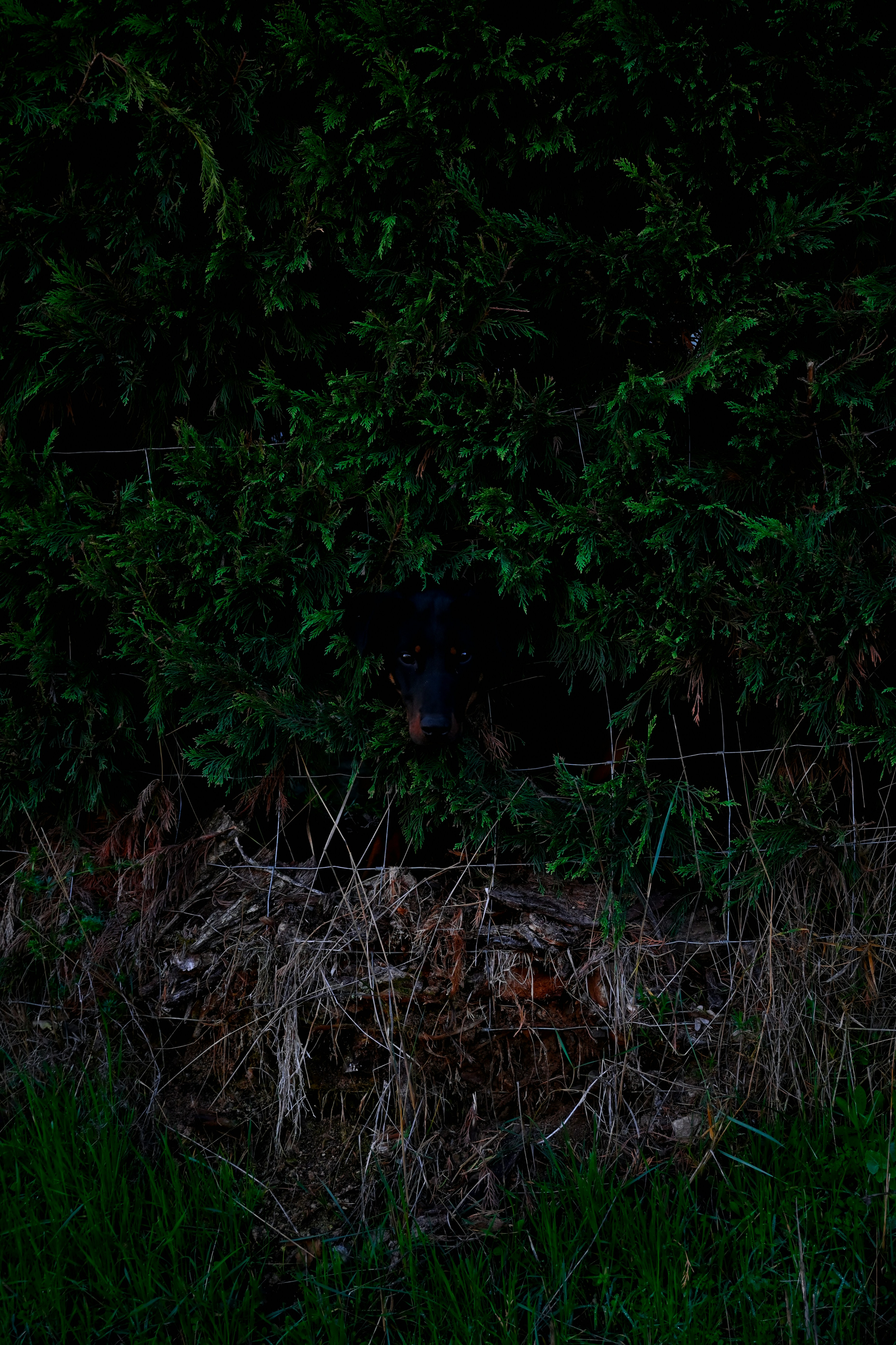 Hidden Watcher at the Hedge: A Dark Figure Peeks Through a Wire Fence
