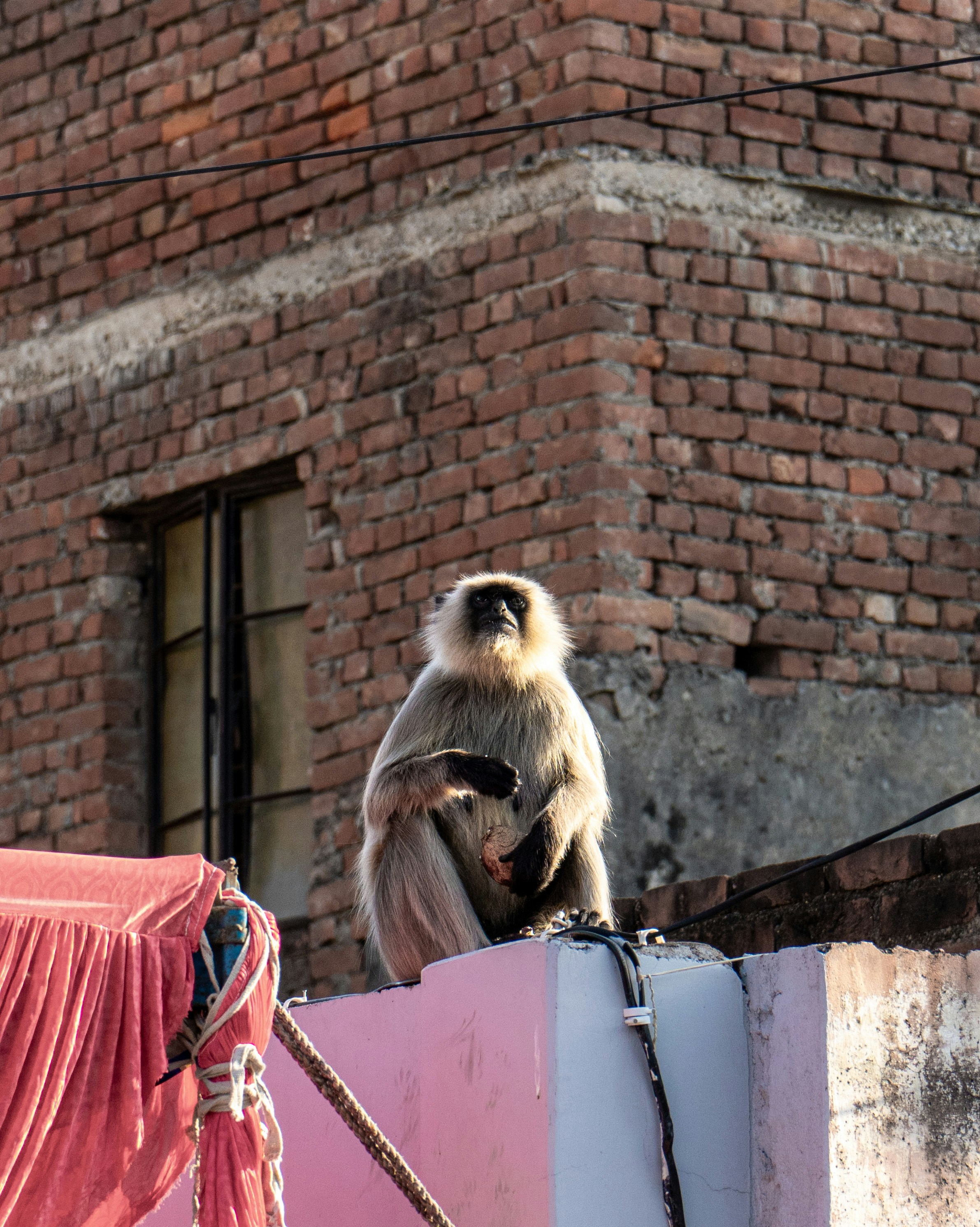 Rooftop Sentinel: A macaque perched on a pink parapet amid weathered brick