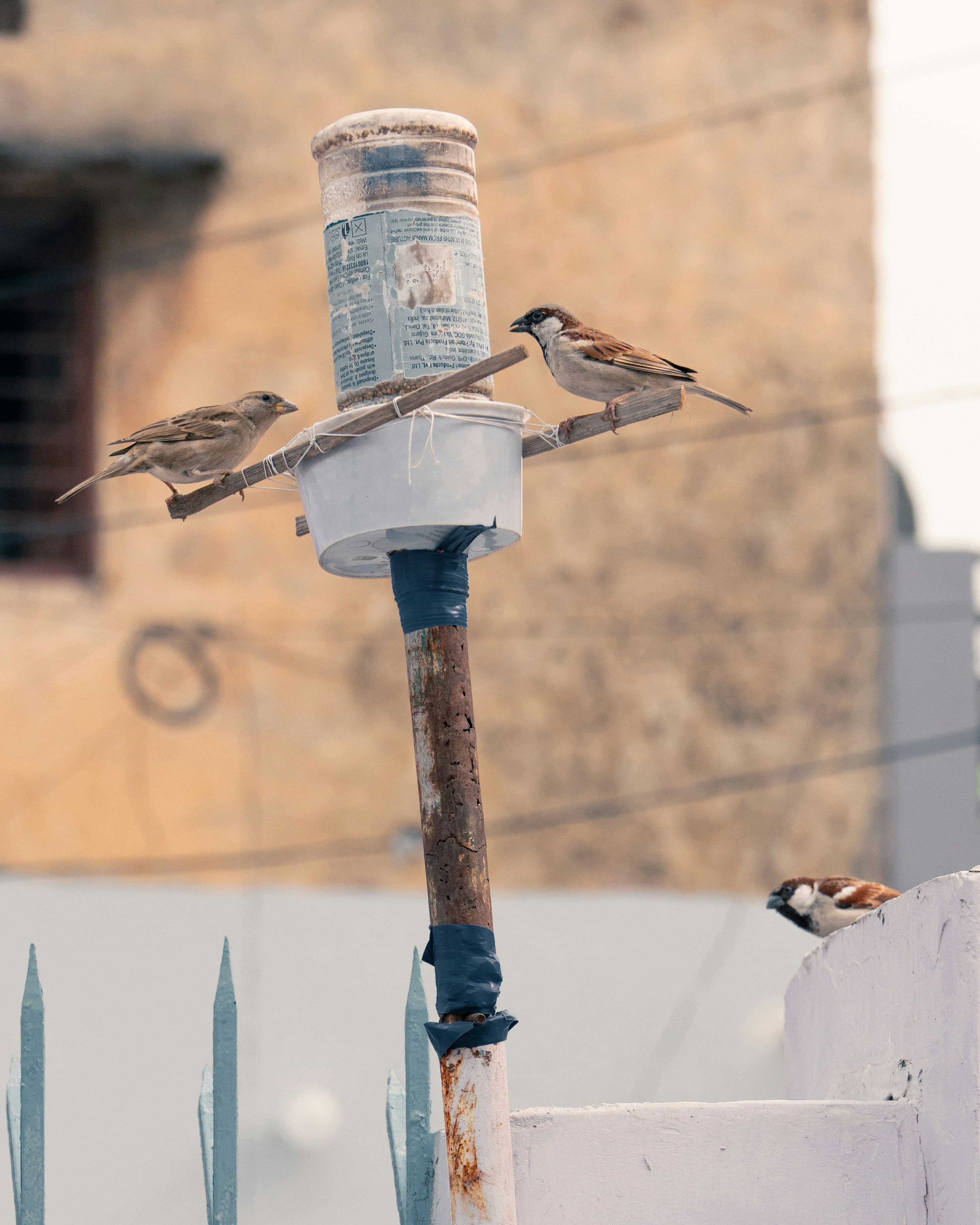Two Sparrows Perched on a Weathered Lamp Above a Quiet Urban Wall