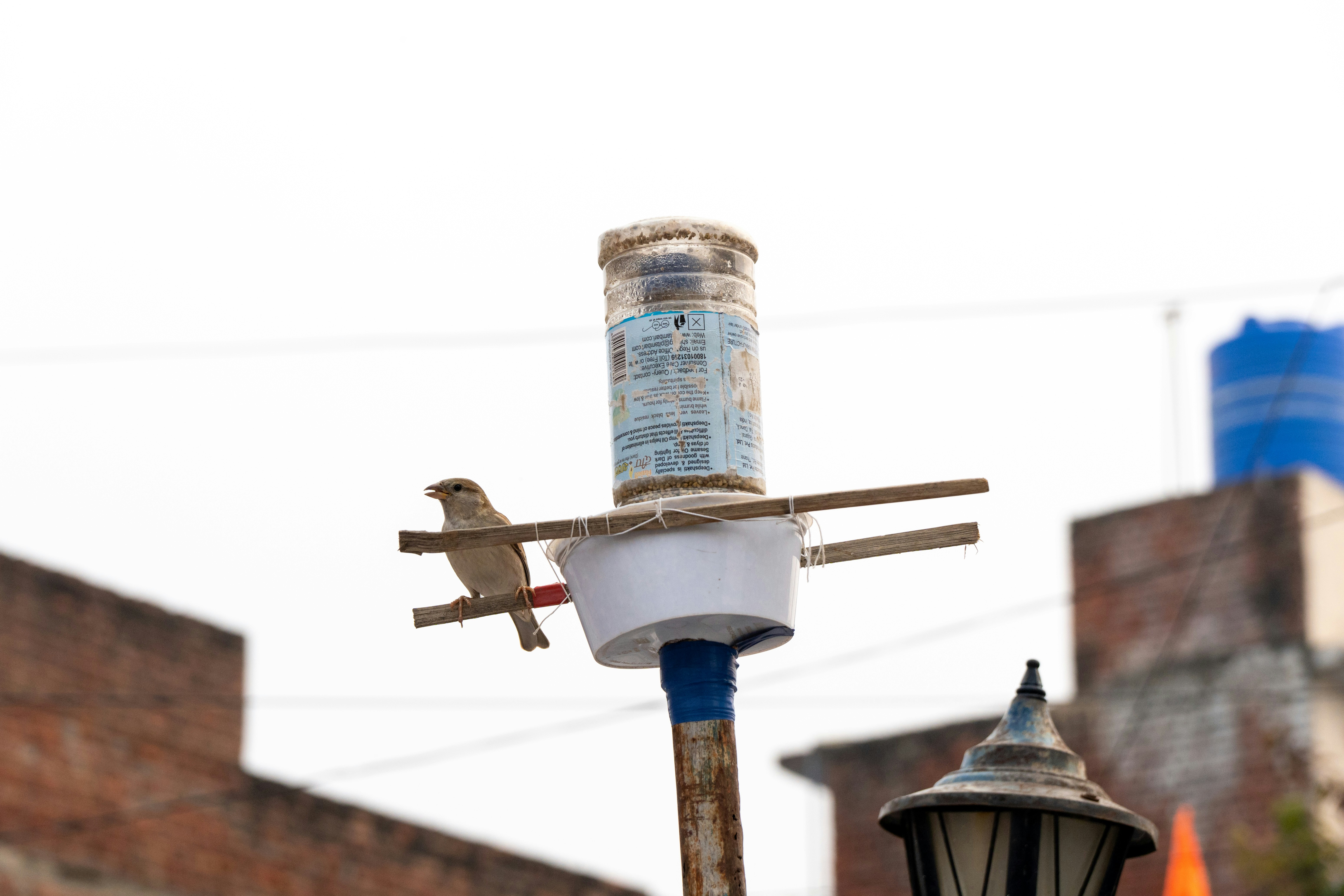 Cup-Top Perch: A Tiny Bird's Improvised Feeder Against Brick and Sky