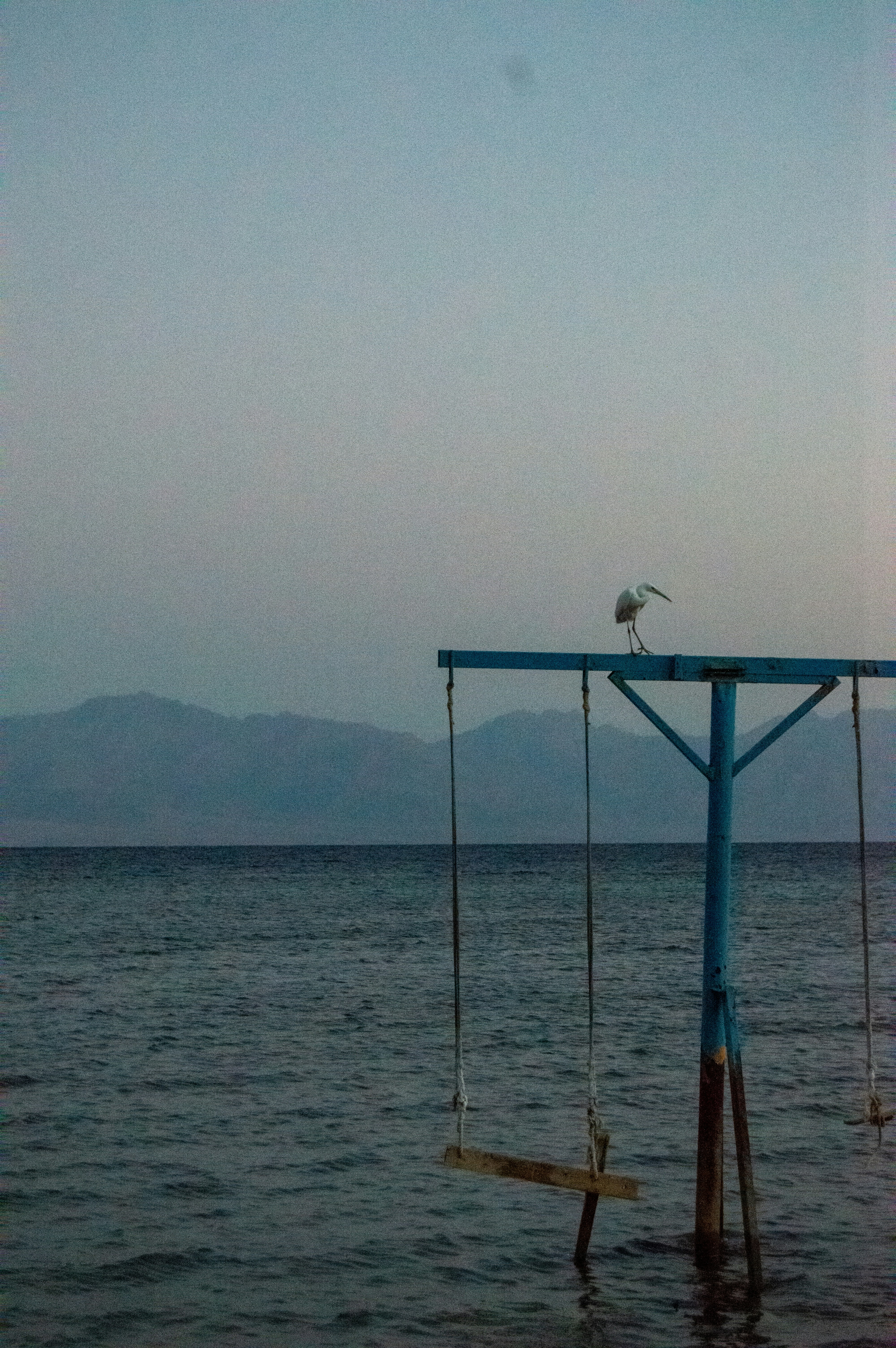 Perched on Blue Rail: A Lone Seabird Against a Gentle Horizon