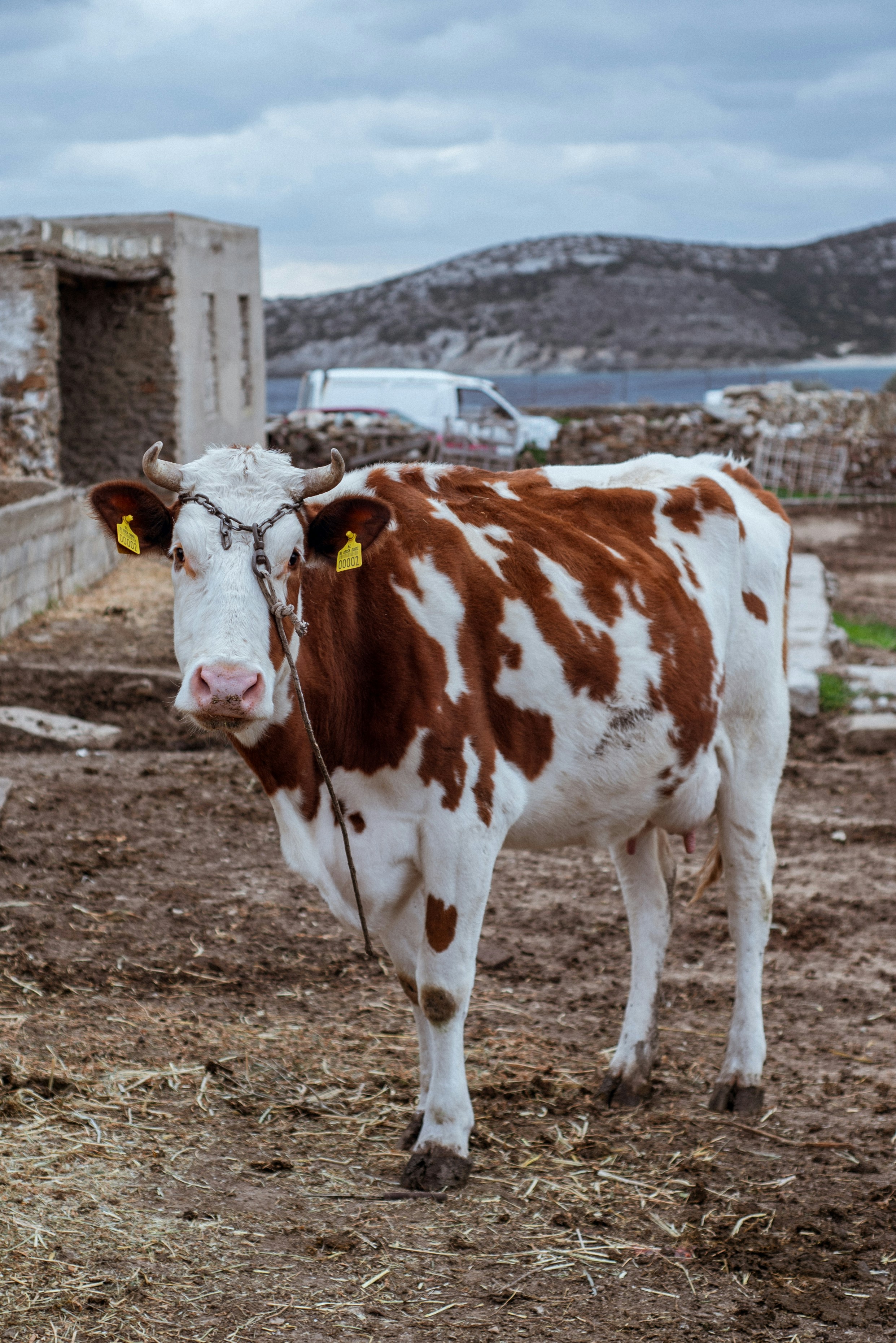 Portrait of a grazing cow framed by rural stone and sea cliffs