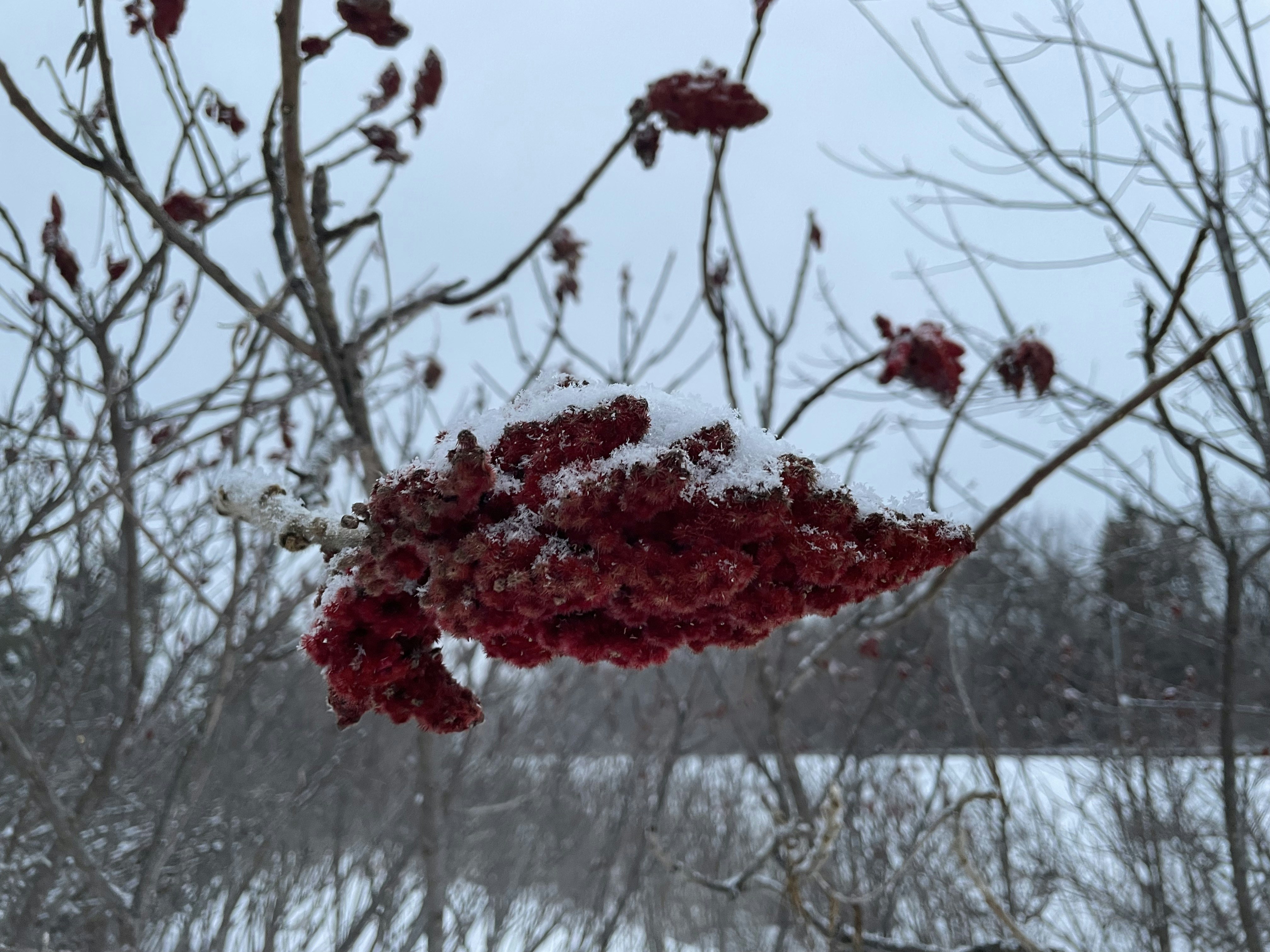 Crimson Snow-Trimmed Berries in Quiet Winter Landscape