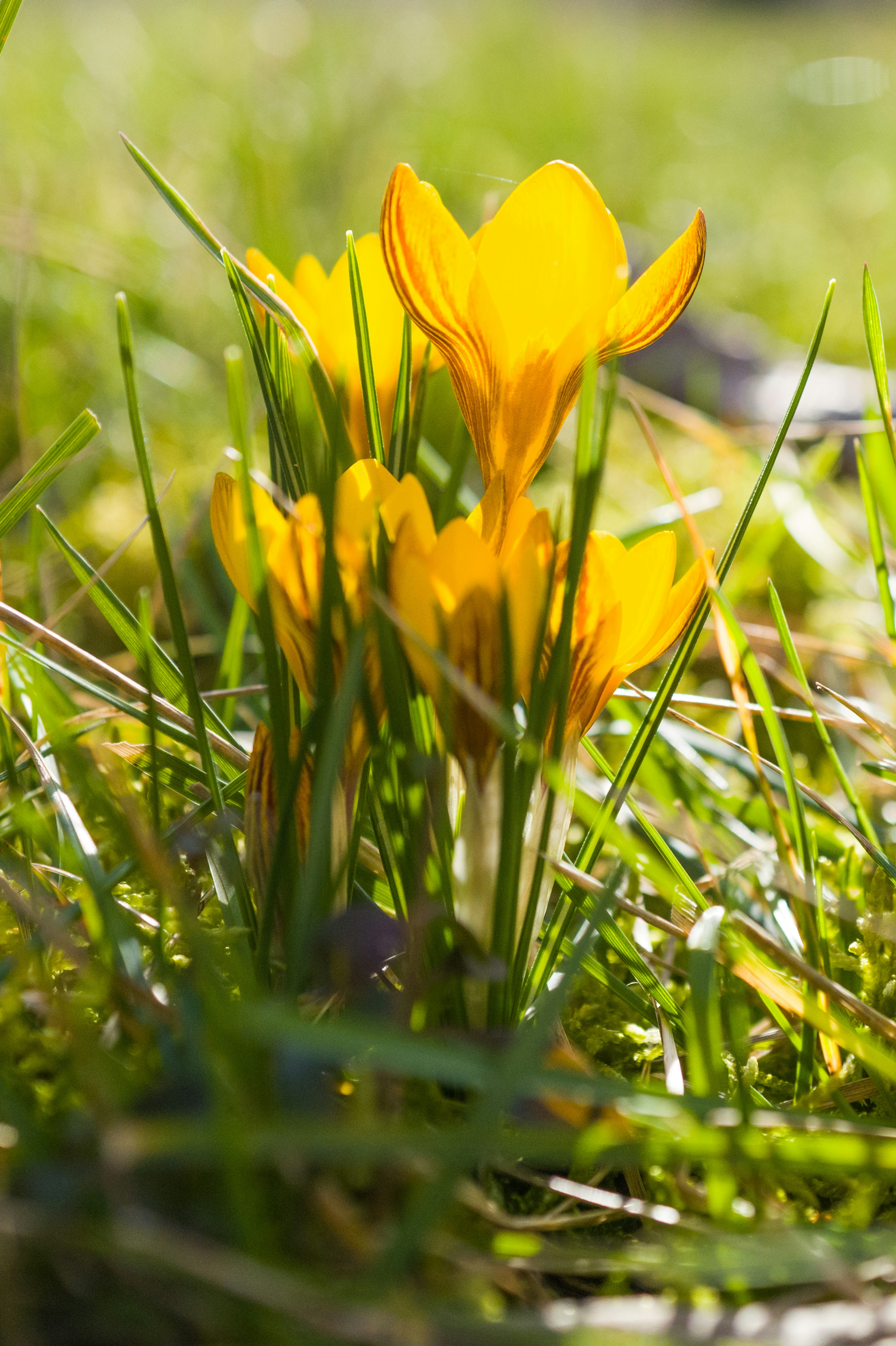 Crocus