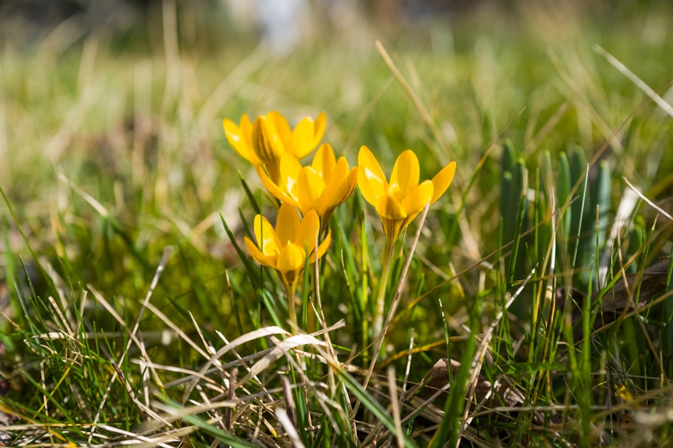 February Notices (2025) | Ashfield Road Allotment Society