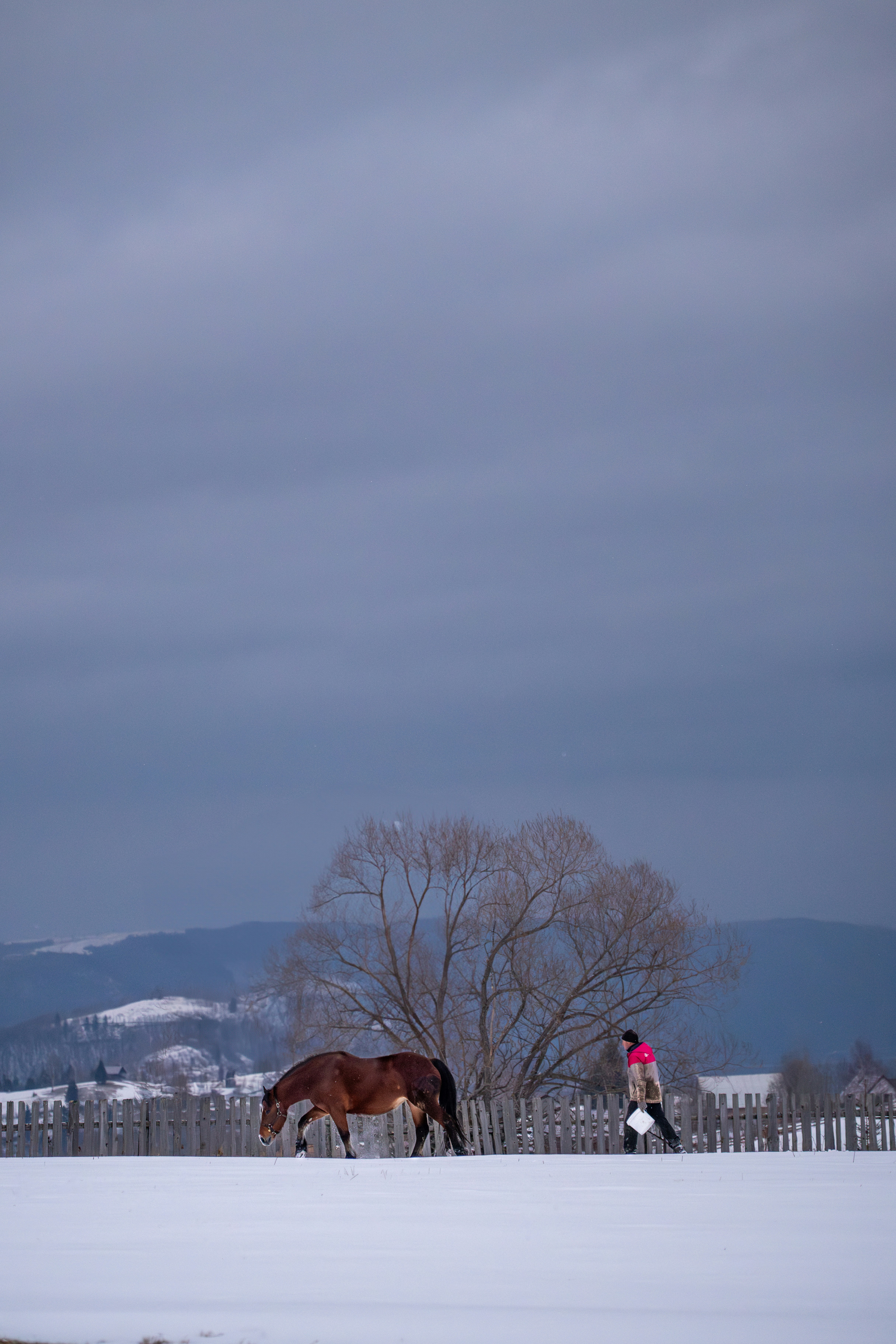 a couple of horses grazing in a snow covered field