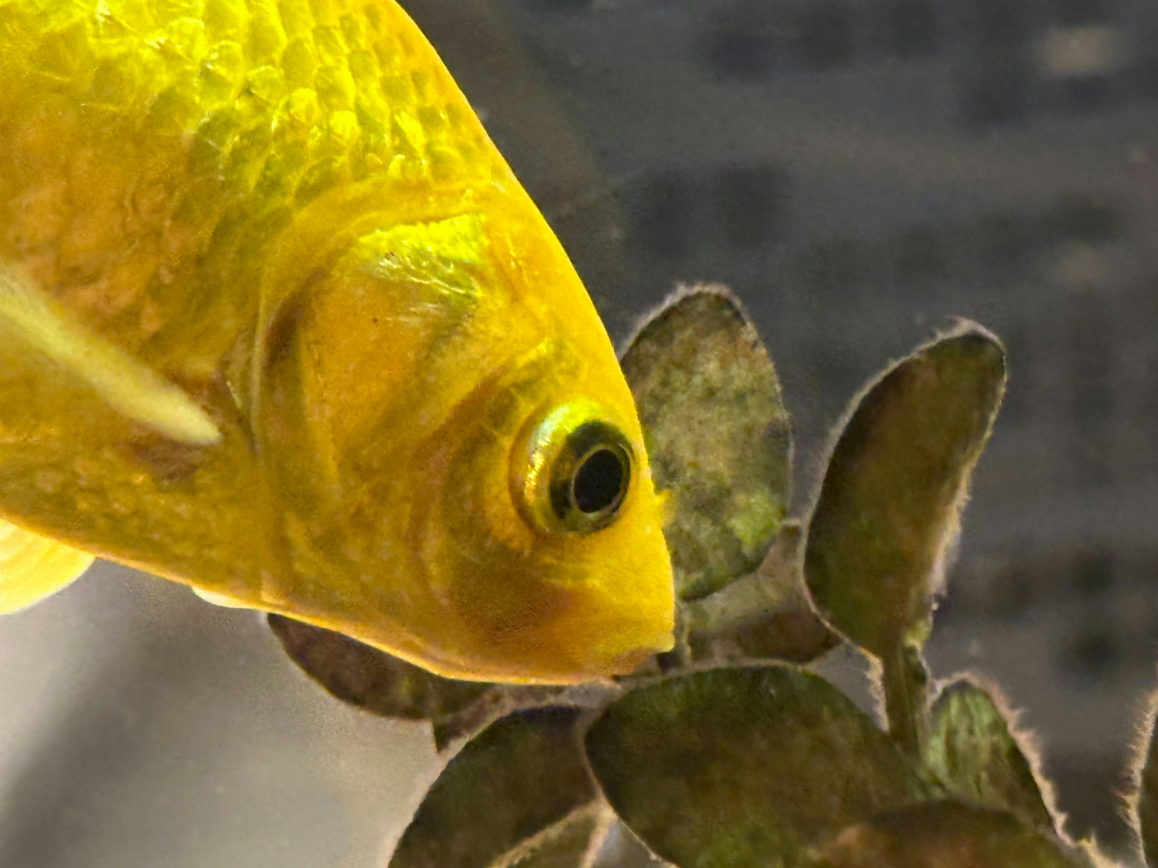 Amber Gaze: Macro Portrait of a Goldfish and Floating Leaves