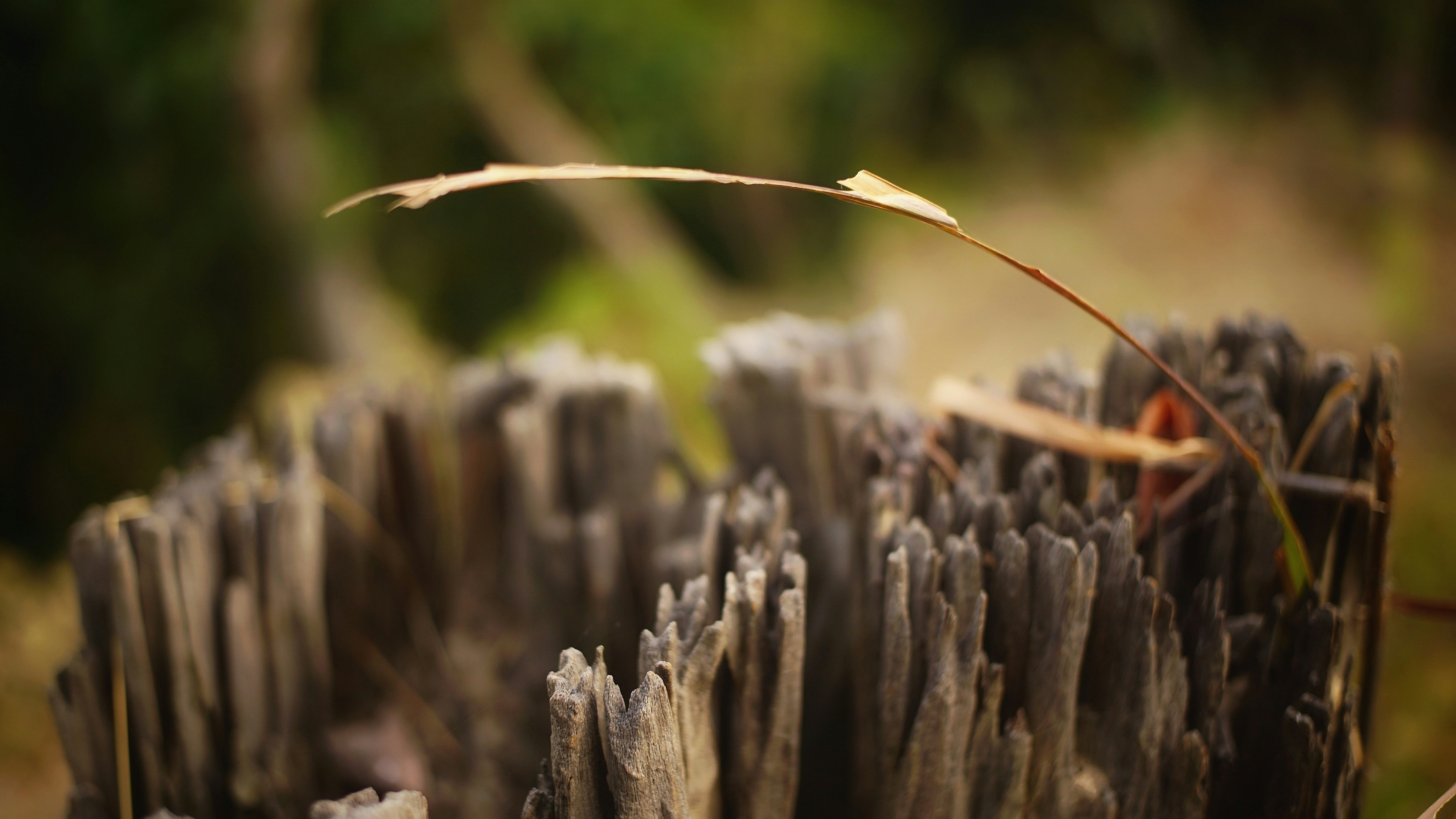 Weathered stump fragments inch toward the sunlit meadow