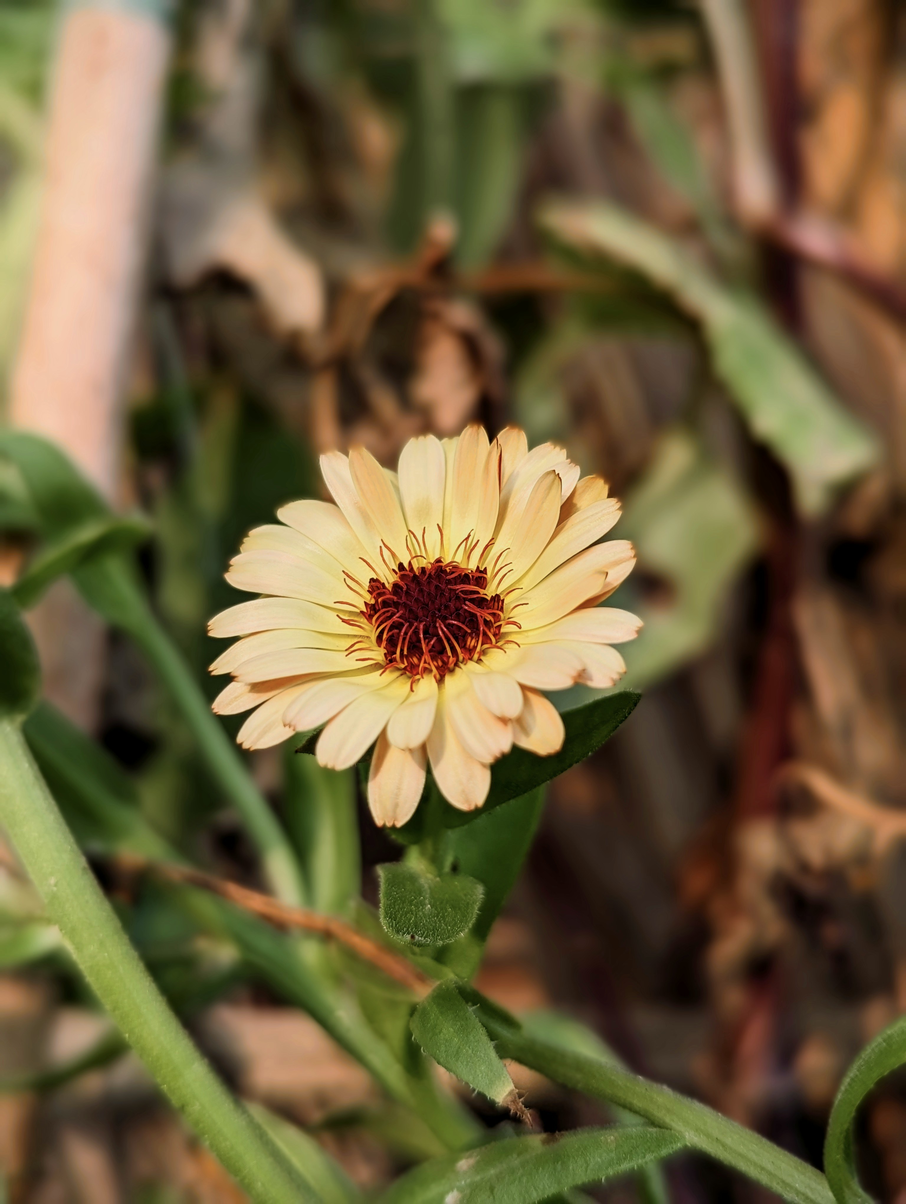 A single yellow flower with a red center photo – Free Flower Image on ...
