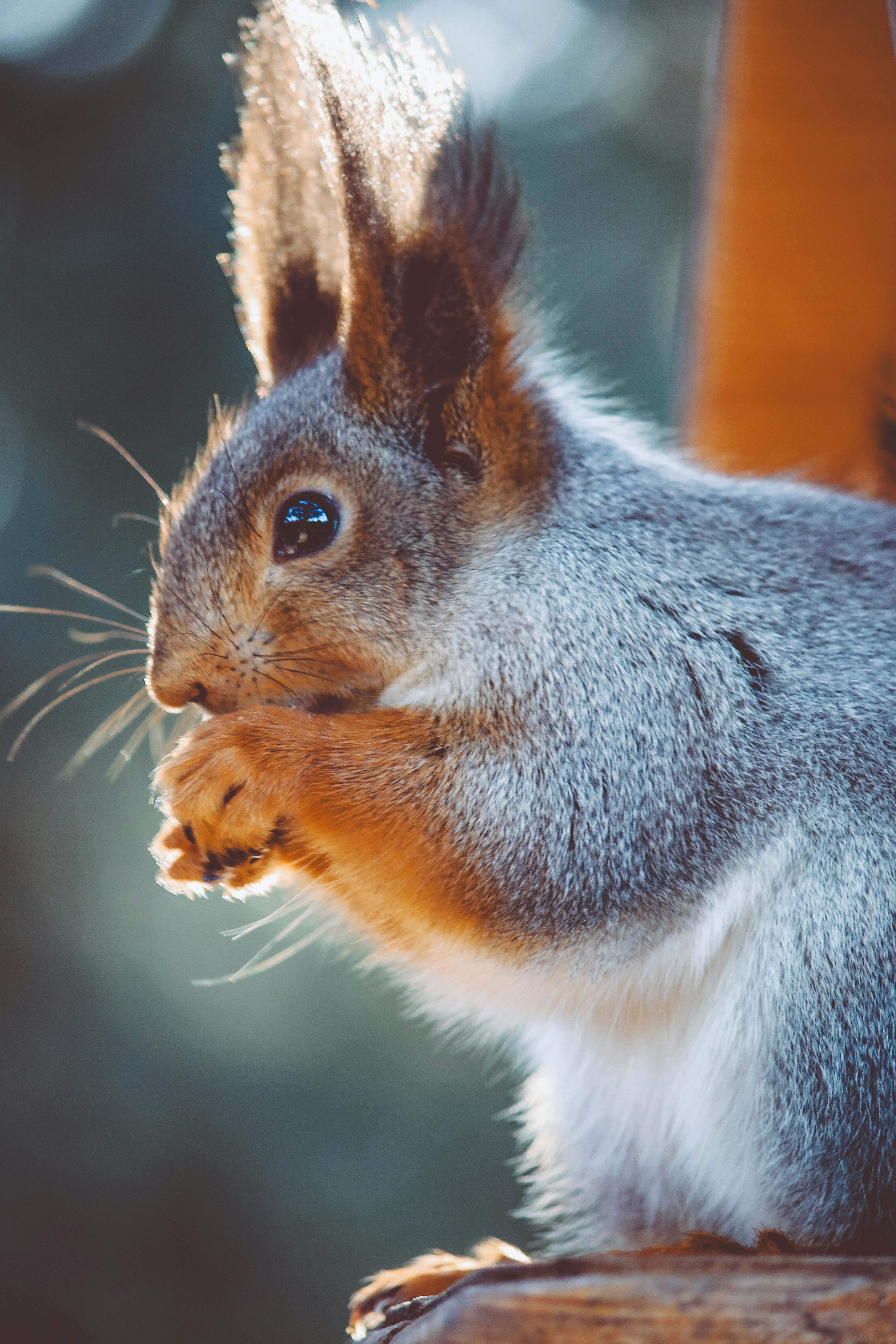 Curious Grey Squirrel in Sunlit Glade