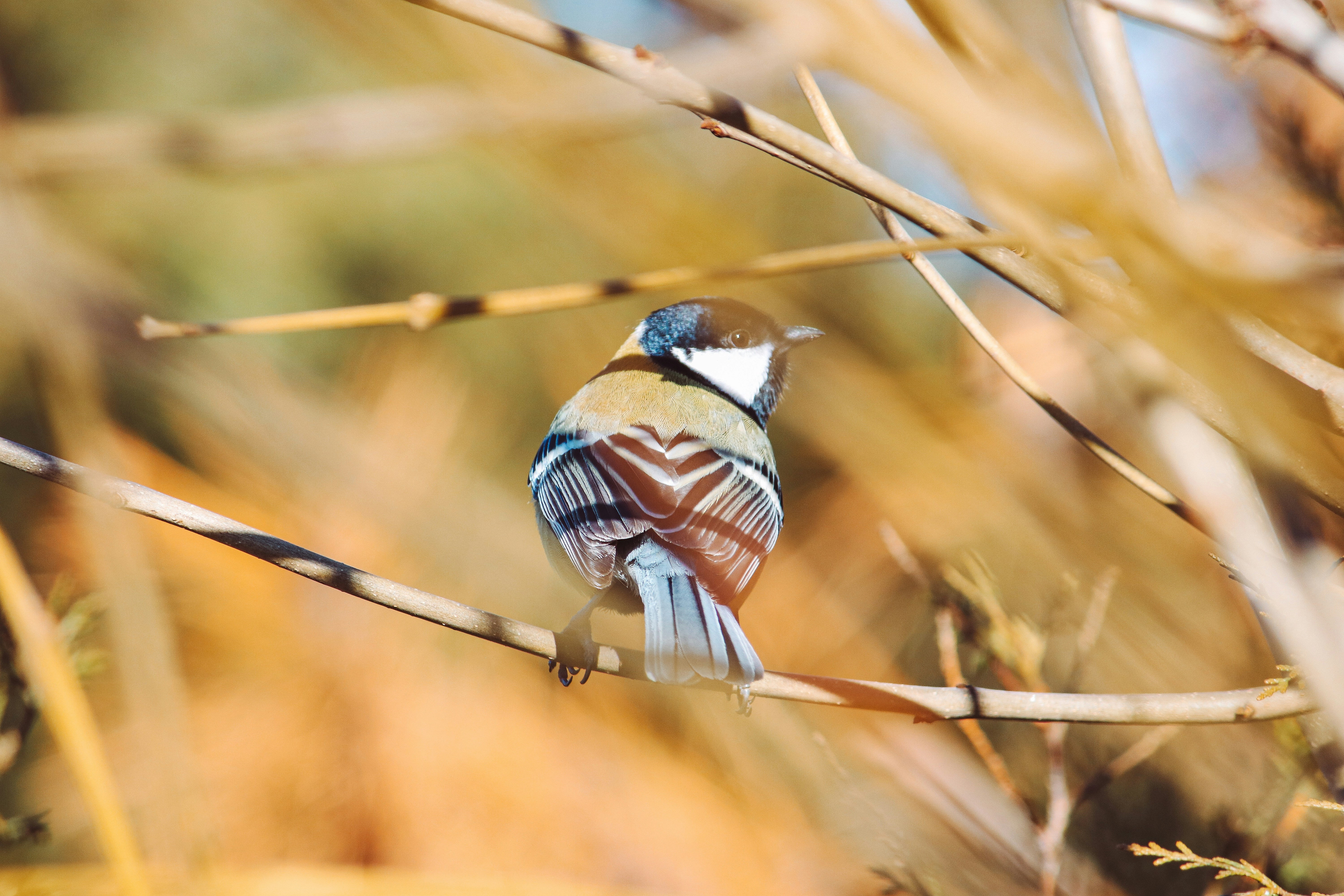 Perched in Autumn Echoes: A Blue-throated Bird in Soft Focus