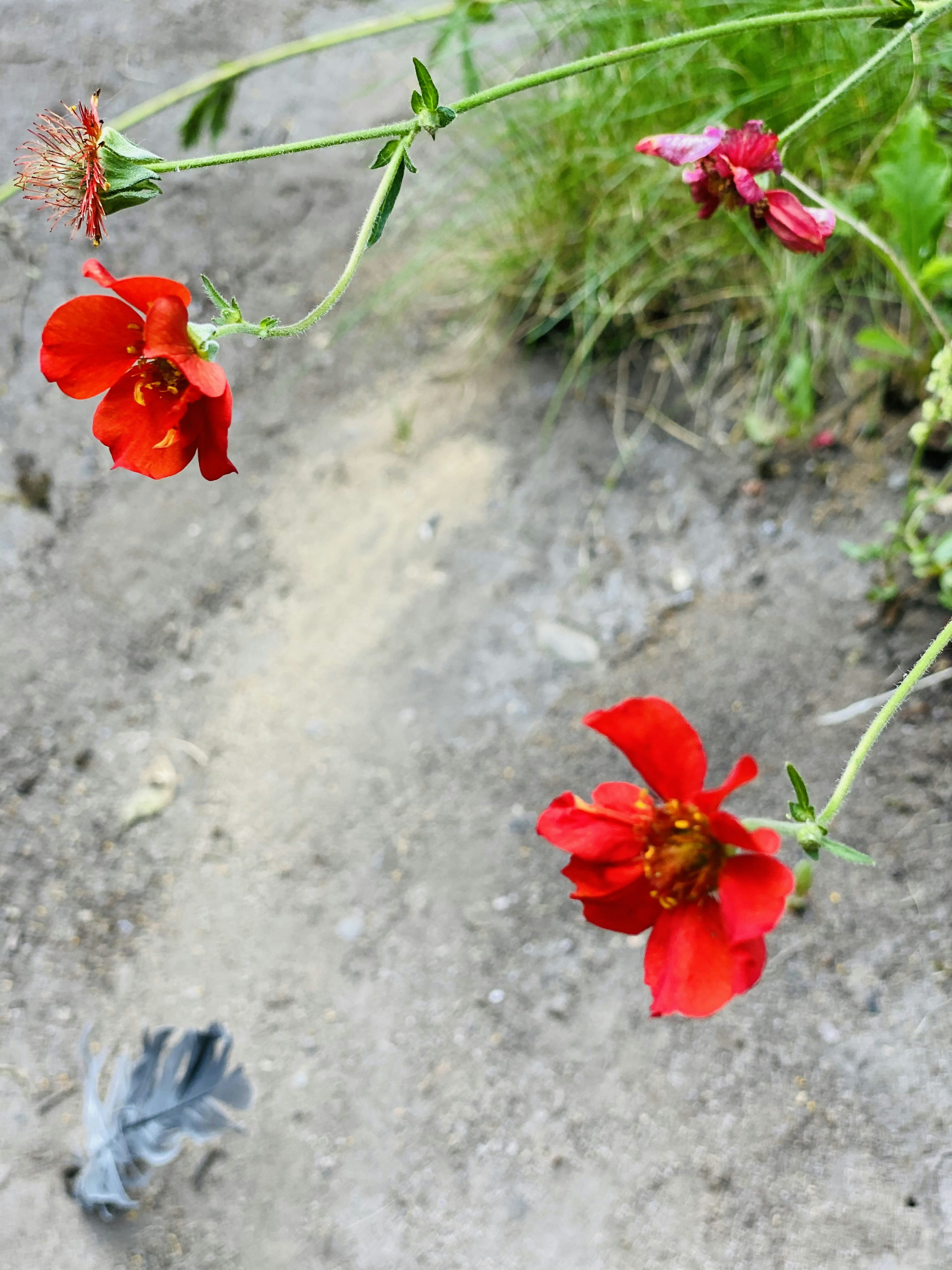 Une fleur rouge pousse dans la terre photo – Image gratuite de Pétale ...