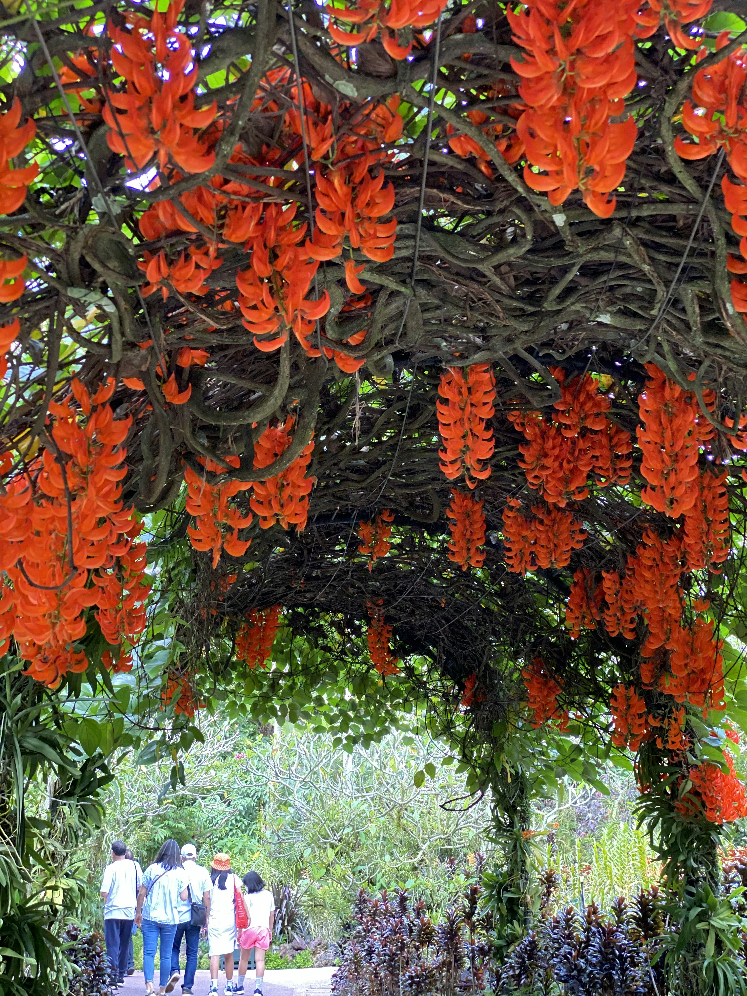 Crimson Canopy Over a Quiet Garden Walk