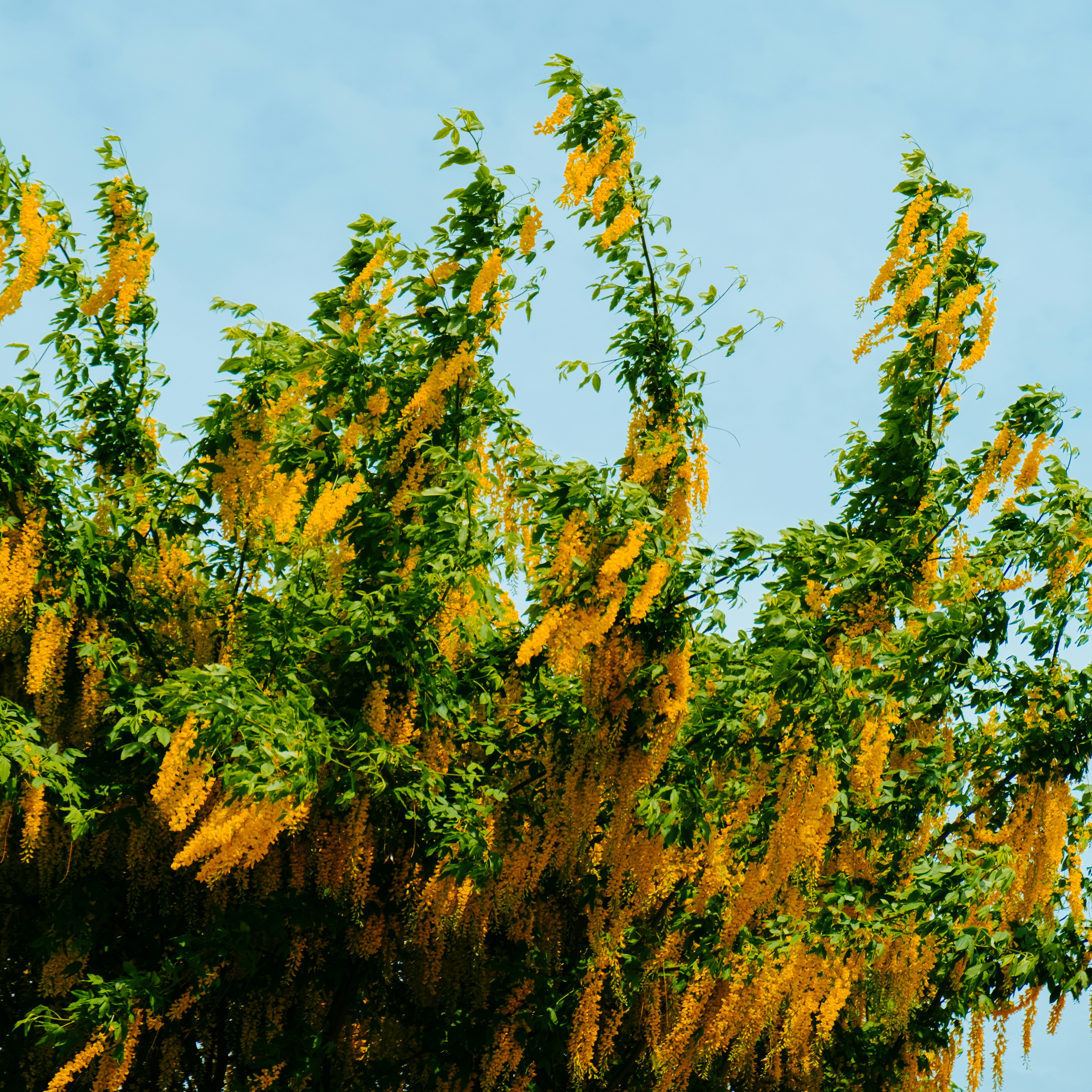 Golden Catkins Draped Over Green Branches Against a Clear Blue Sky