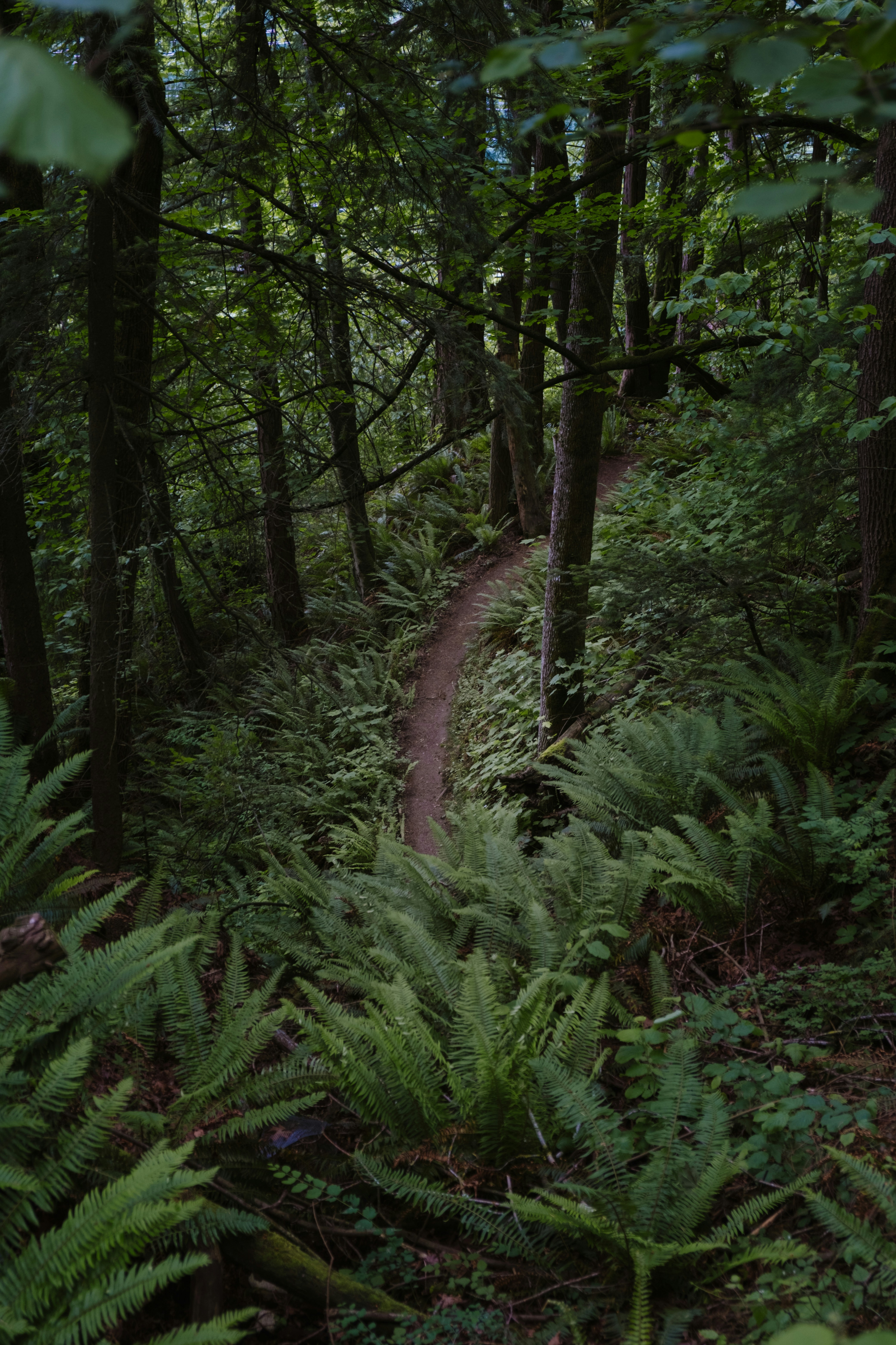 Un sentier au milieu d’une forêt avec beaucoup d’arbres photo – Image ...