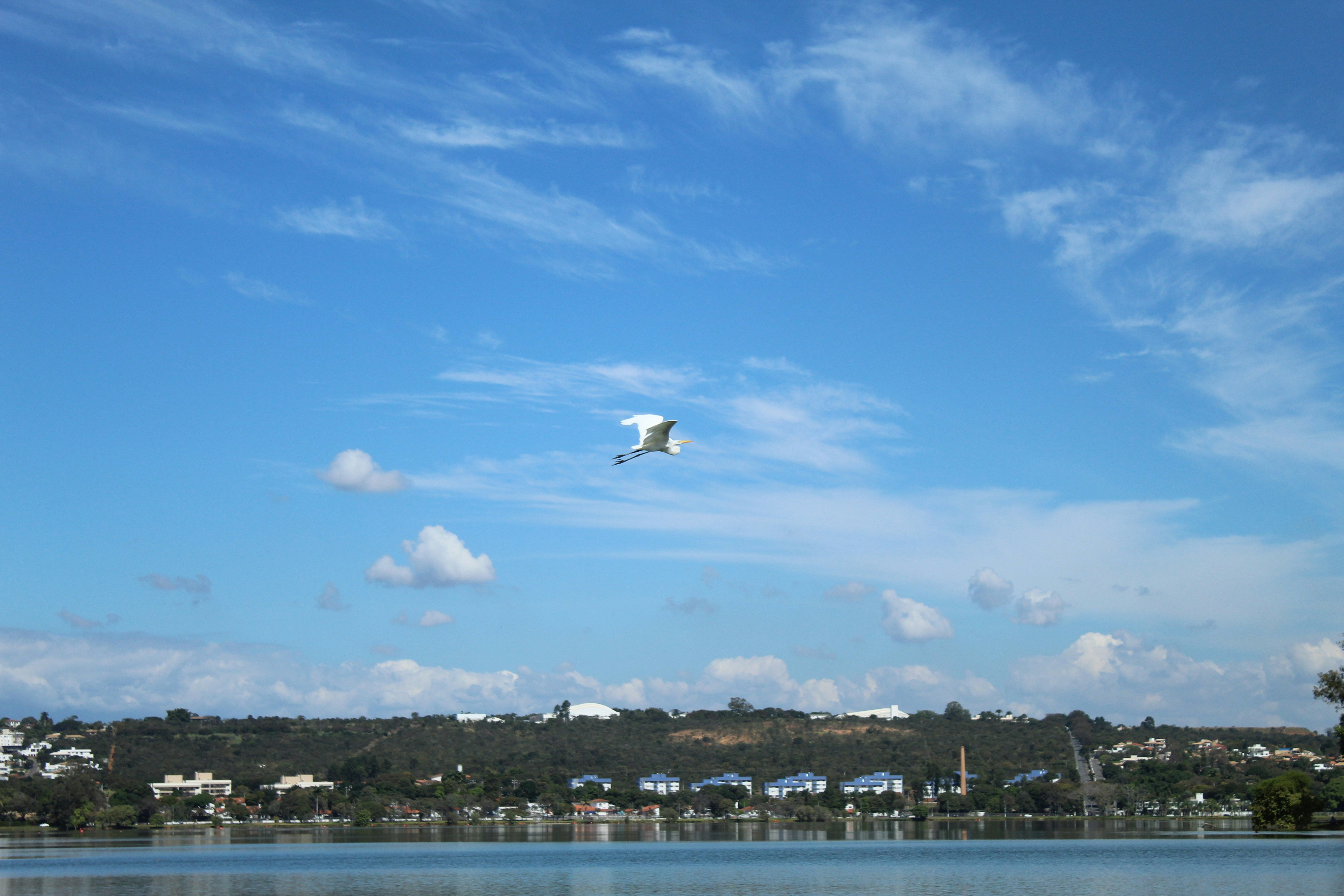 Serenity in Flight Over Tranquil Waters