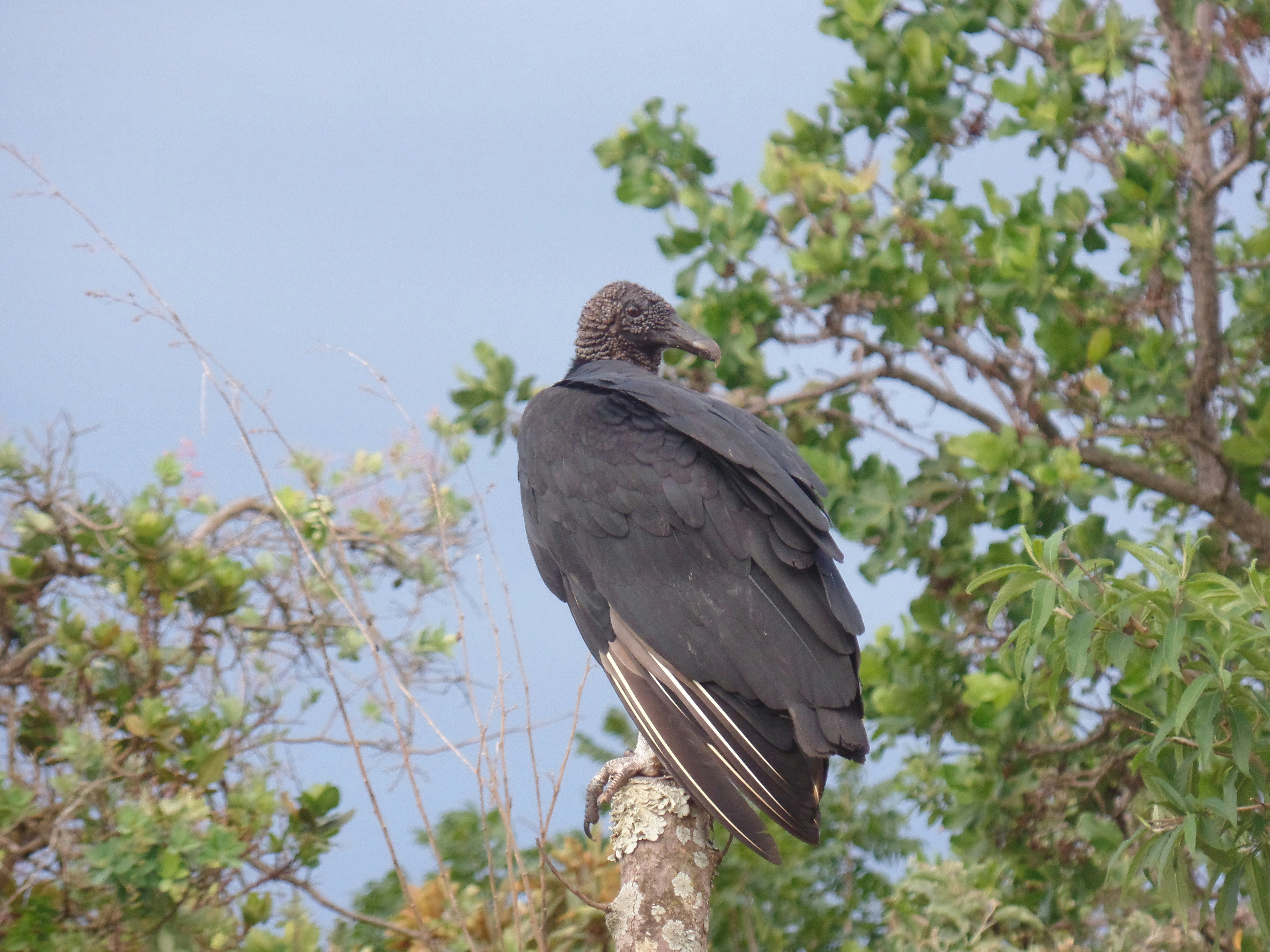 Large black bird perched on a tree branch against a backdrop of lush foliage and sky.