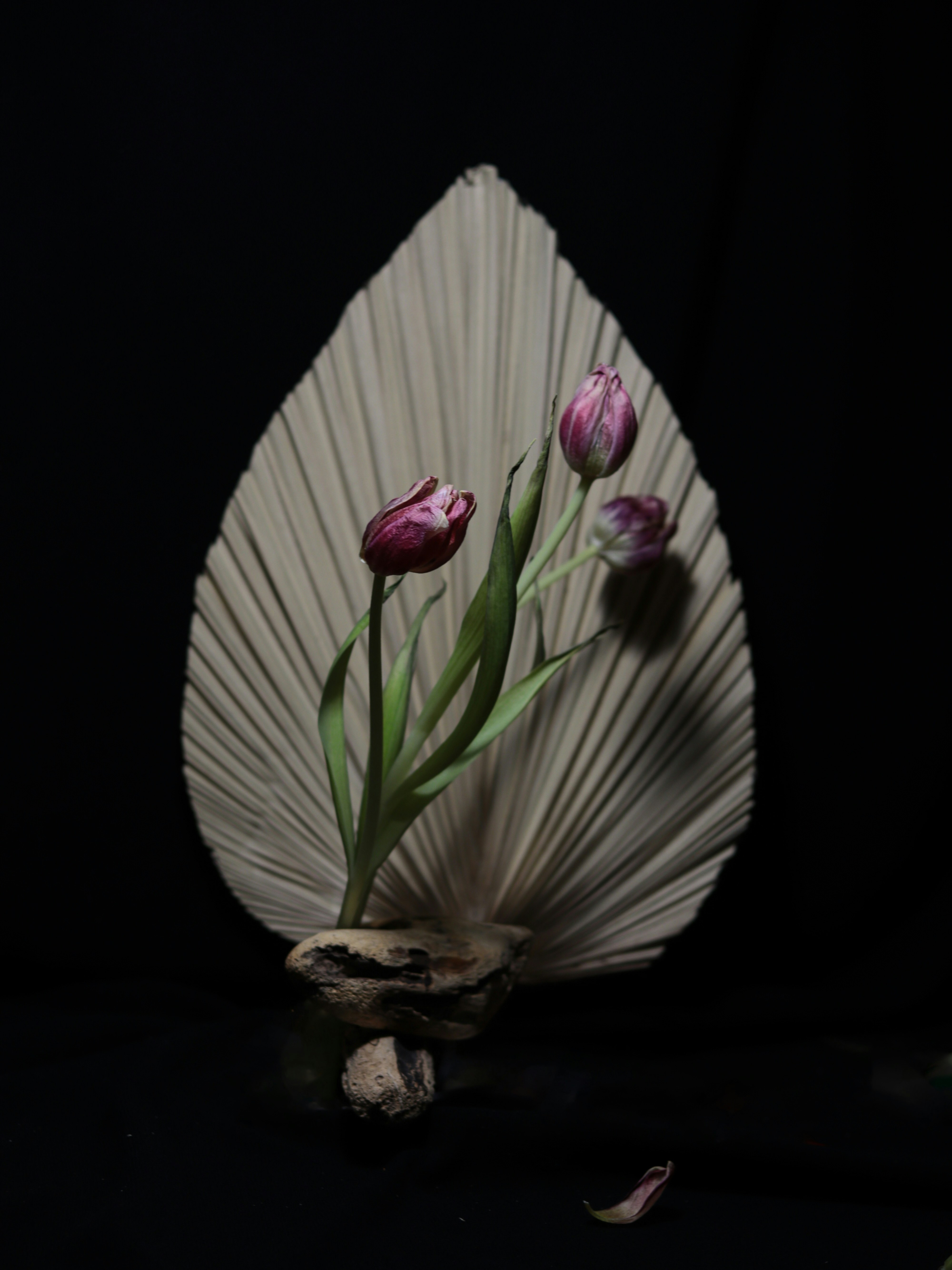 Emerging Buds in Shadow: A Delicate Floral Silhouette Against a Velvet Night